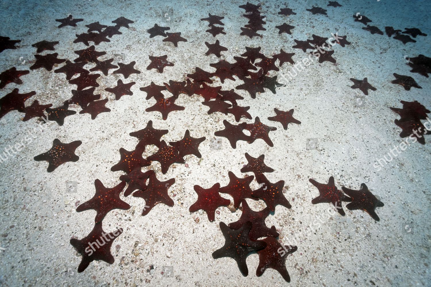 Constellation Panamic Cushion Seastars Pentaceraster Cumingi Editorial ...