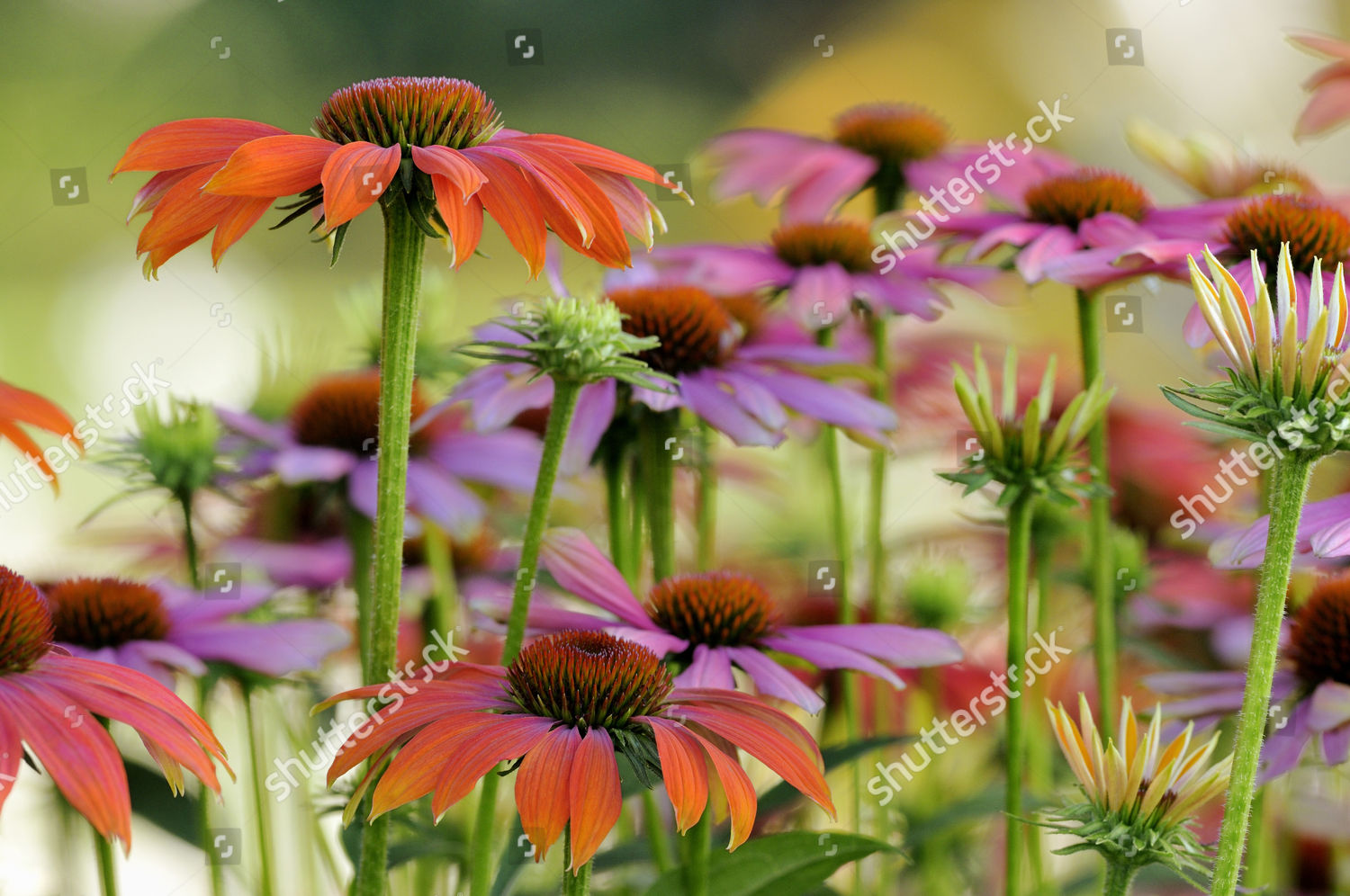 Various Coneflowers Hybrid Variety Hot Summer Editorial Stock Photo ...