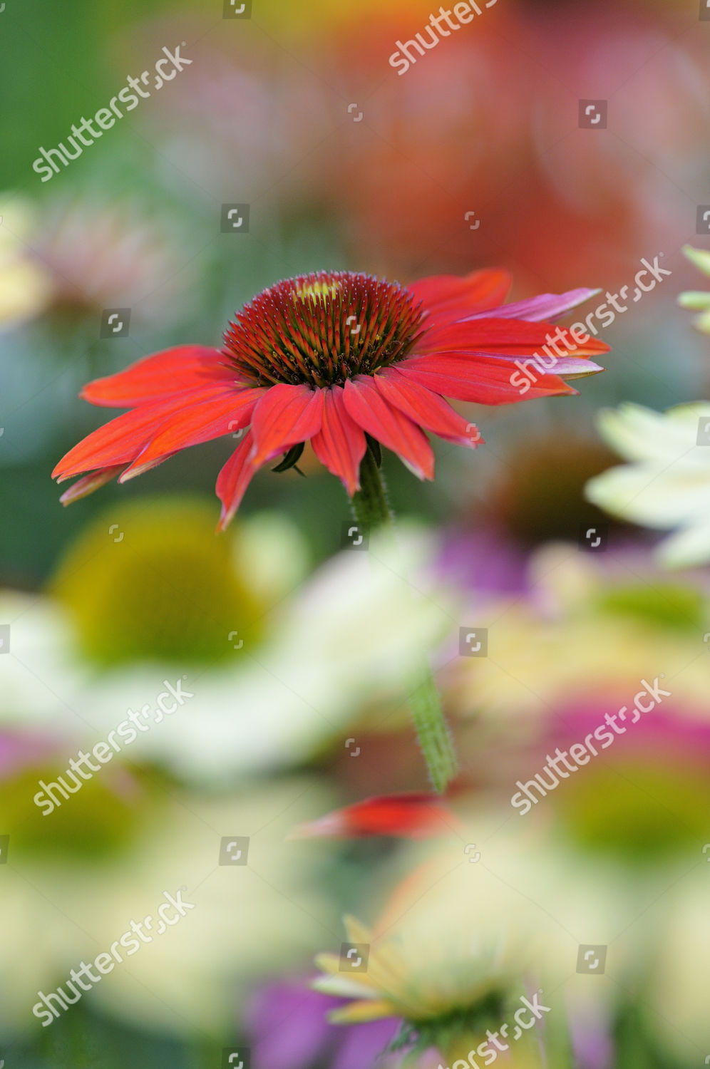 Coneflower Echinacea Sp Hybrid Variety Hot Editorial Stock Photo ...