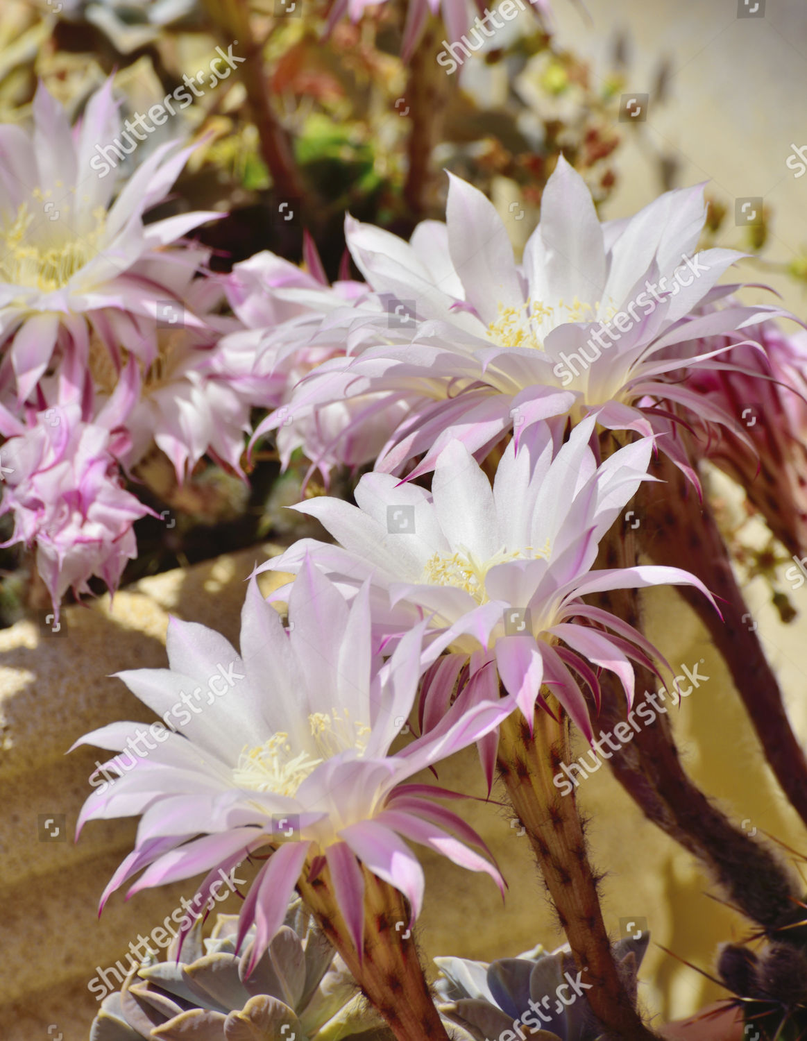 Blooming Cactus Notocactus Sp Istria Croatia Editorial Stock Photo ...