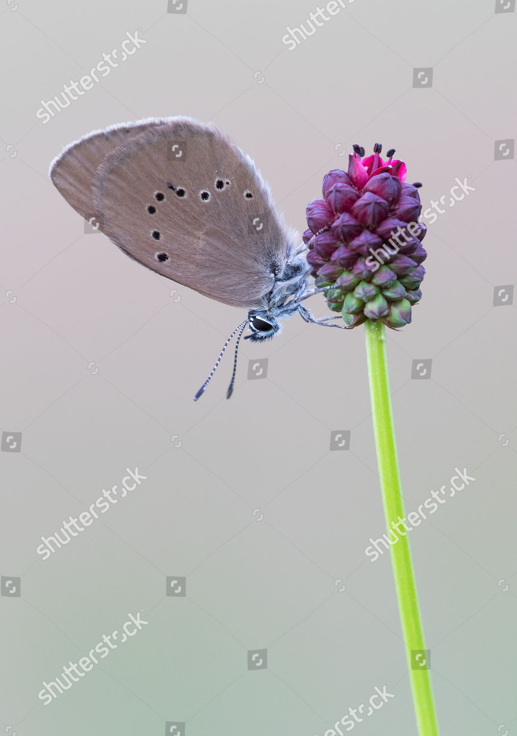Scarce Large Blue Phengaris Teleius On Editorial Stock Photo - Stock ...