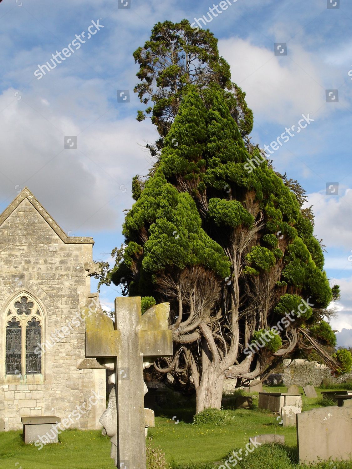 Old Yew Tree Churchyard Editorial Stock Photo - Stock Image | Shutterstock
