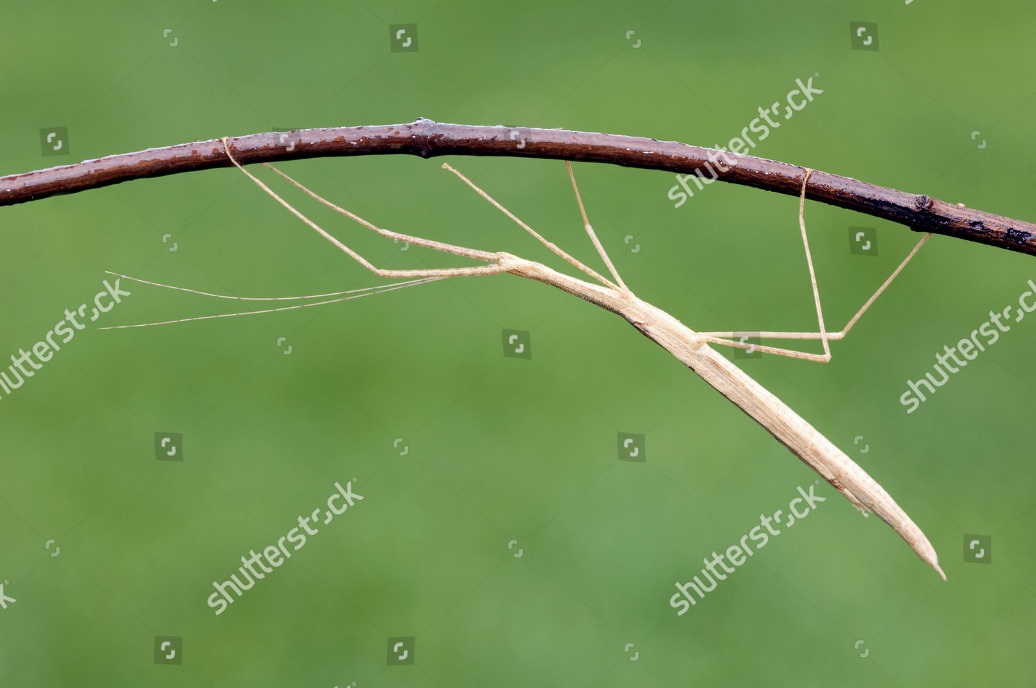 Pink Winged Stick Insect Sipyloidea Sipylus Editorial Stock Photo ...