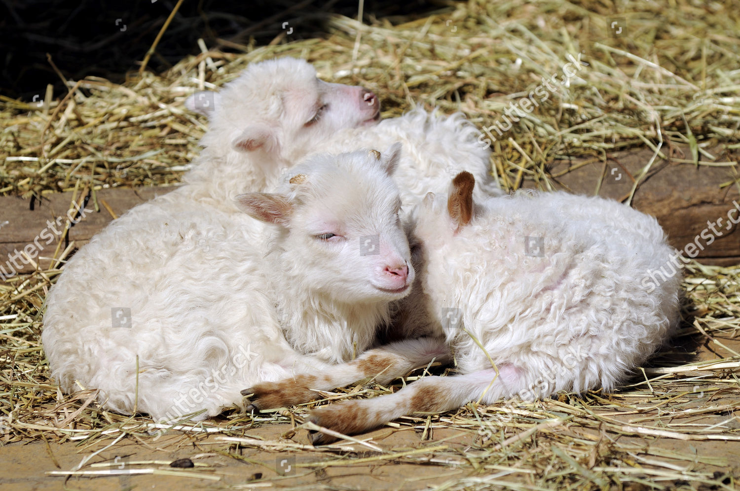 East Prussian Skudde Sheep Breed Lambs Editorial Stock Photo - Stock ...