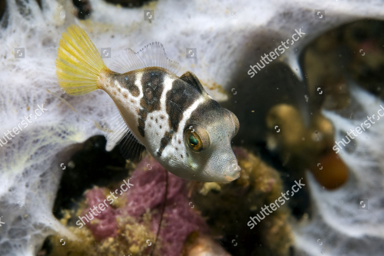 Valentinnis Sharpnose Puffer Black Saddled Toby Editorial Stock Photo ...