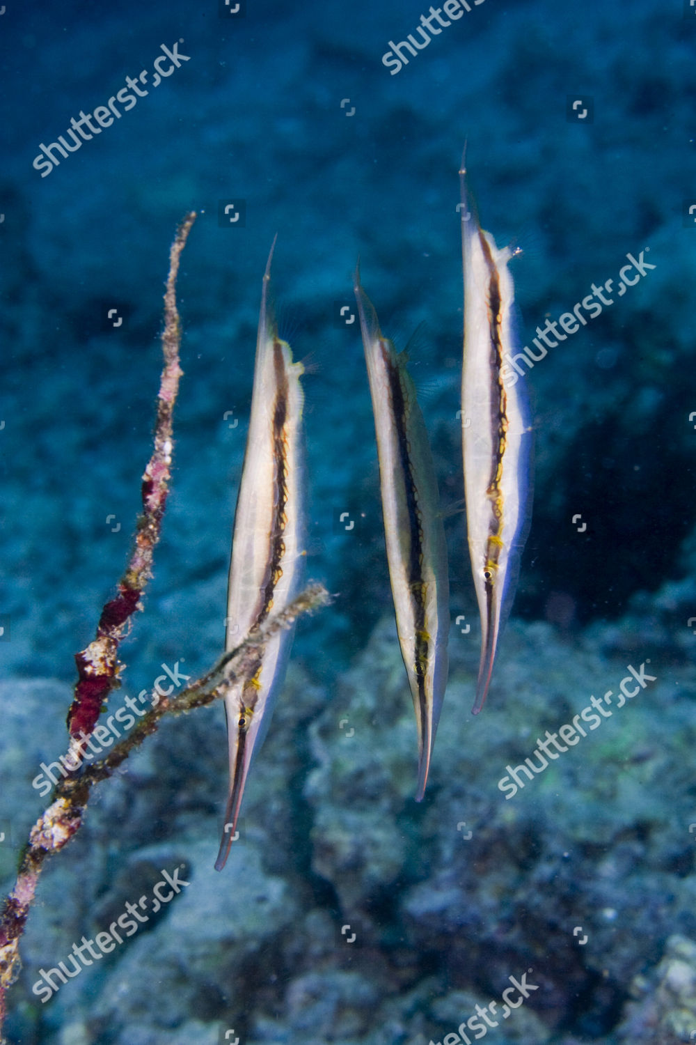 Razorfish Aeoliscus Strigatus Indonesia Asia Editorial Stock Photo ...