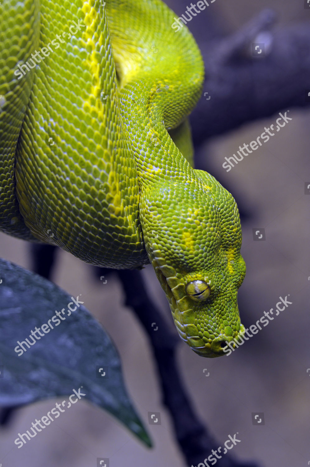Green Tree Python Morelia Viridis Chondropython Editorial Stock Photo ...