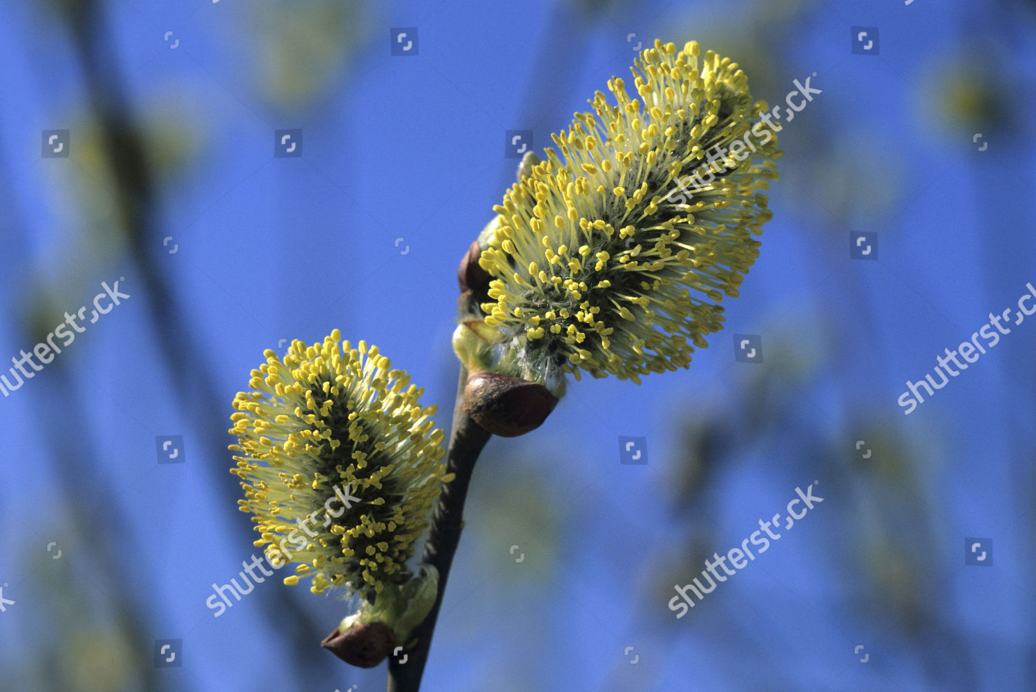 Catkins Pussy Willows Salix Spec Editorial Stock Photo - Stock Image ...