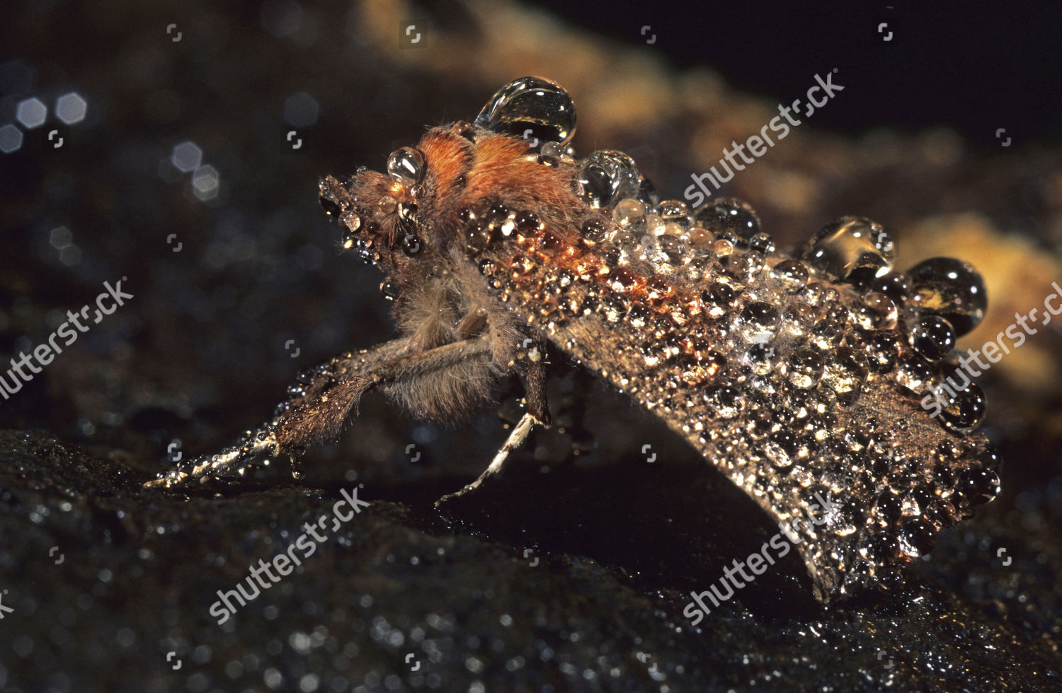 Herald Moth Scoliopteryx Libatrix Hibernating Cave Editorial Stock ...