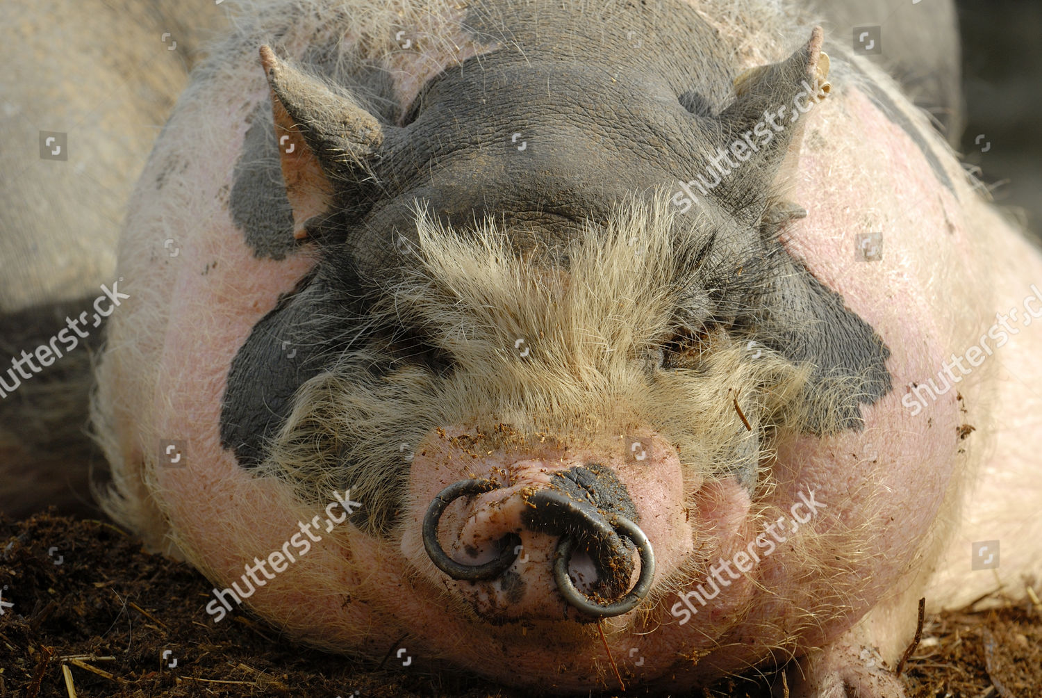 Portrait Male Potbellied Pig Editorial Stock Photo - Stock Image ...