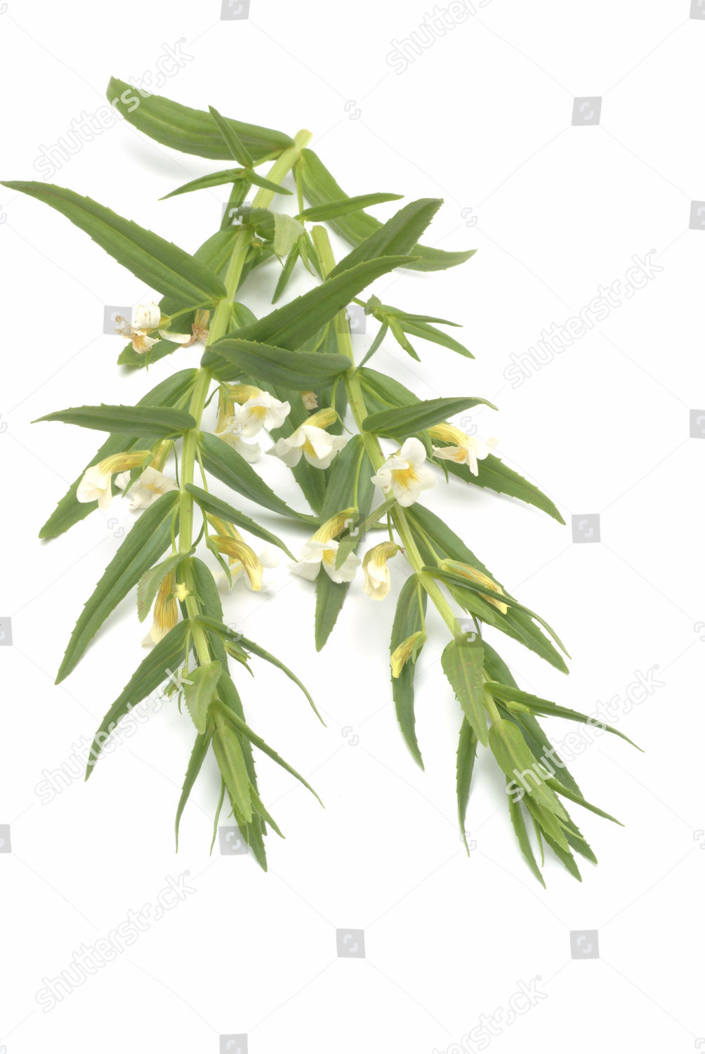 Hedge Hyssop Gratiola Officinalis Medicinal Plant Editorial Stock Photo ...