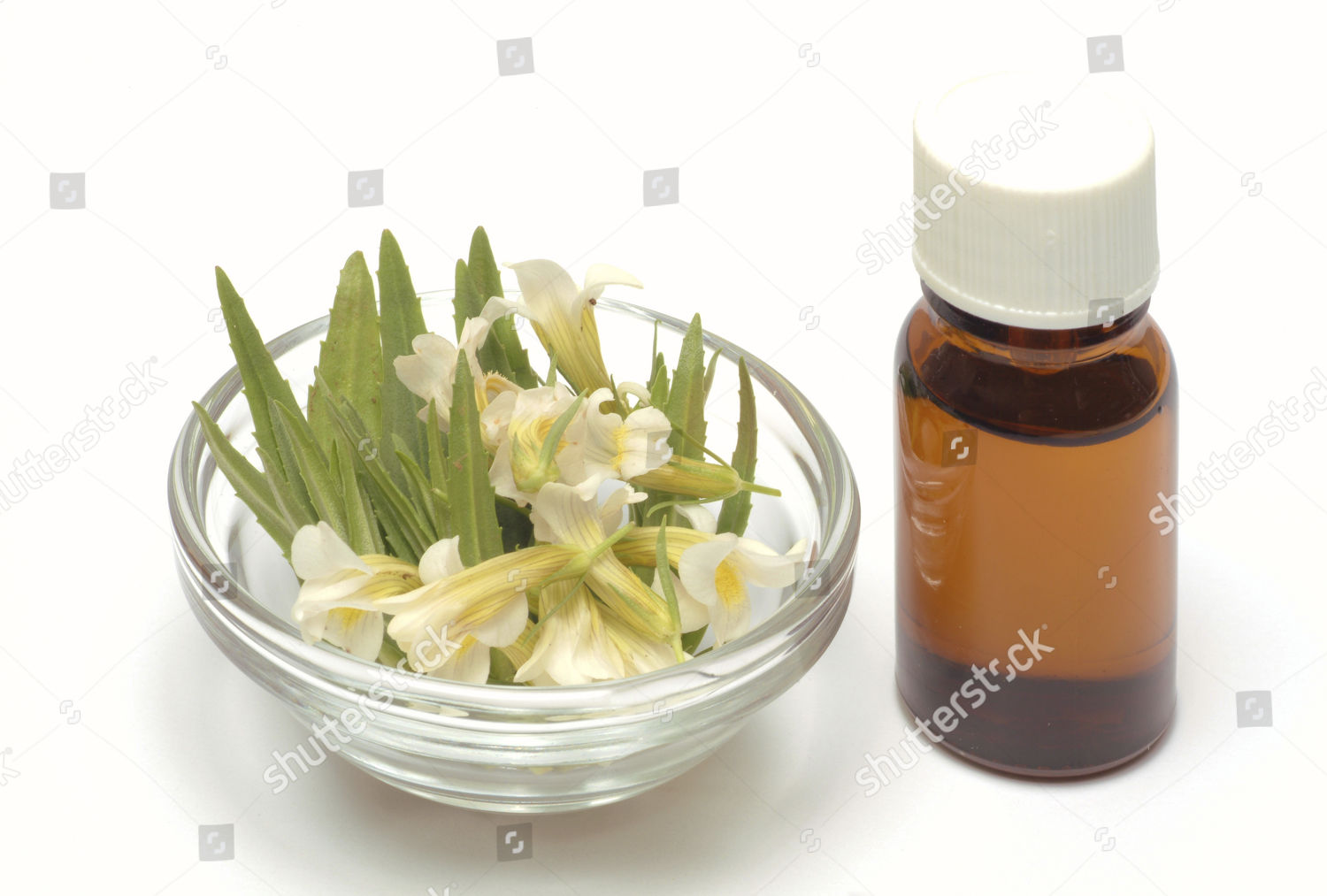 Hedge Hyssop Gratiola Officinalis Medicinal Plant Editorial Stock Photo ...