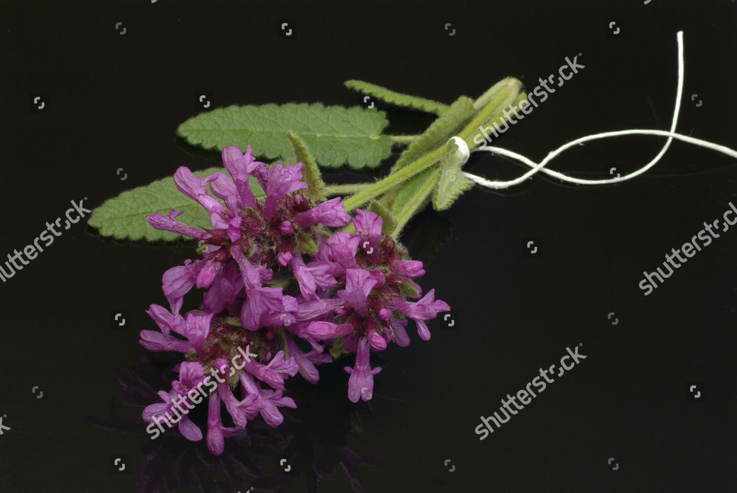 Purple Betony Wood Betony Bishops Wort Editorial Stock Photo - Stock ...