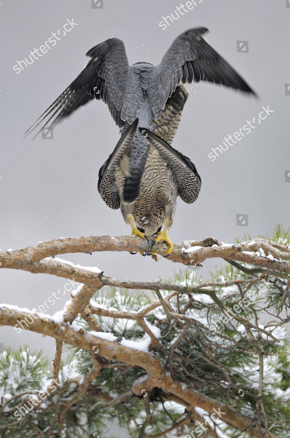 Peregrine Falcons Falco Peregrinus Mating Schwaebische Editorial Stock ...