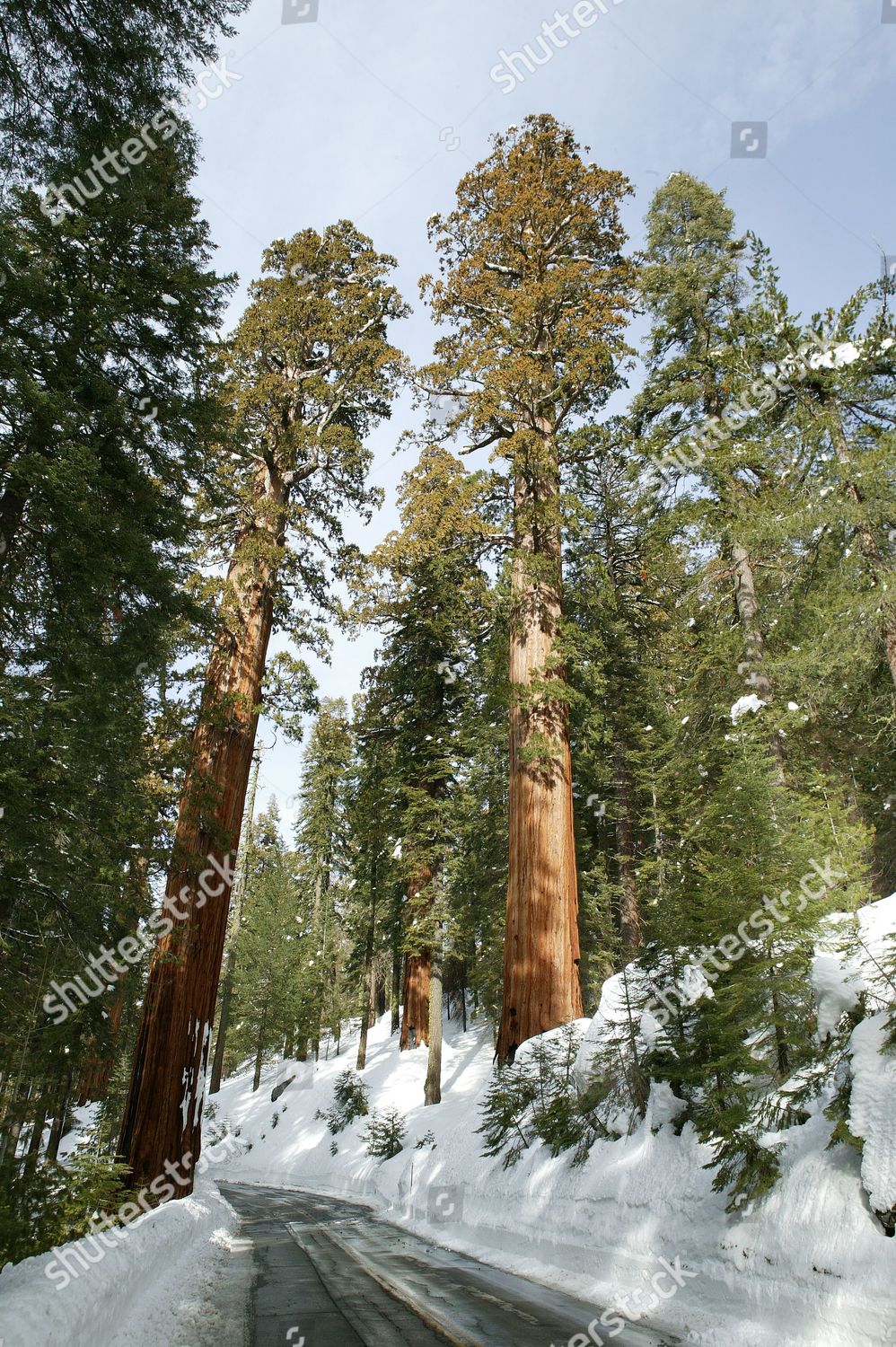 Giant Sequoias Sequoiadendron Giganteum Wintertime Sequoia Editorial Stock Photo - Stock Image ...
