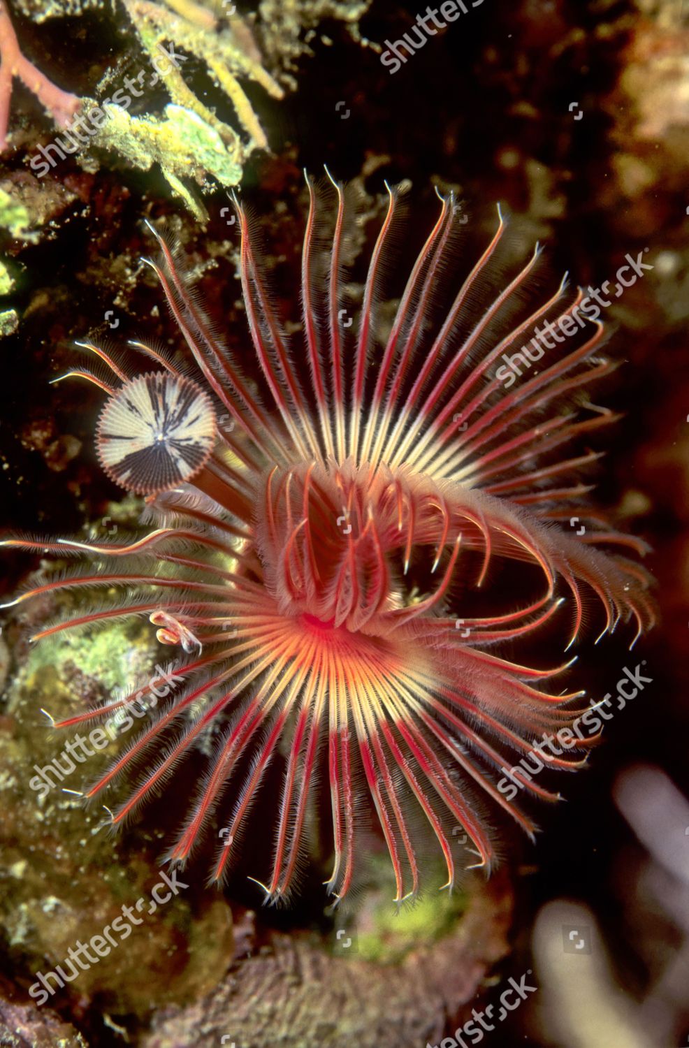 Red Tube Worm Serpula Vermicularis Mediterranean Editorial Stock Photo ...