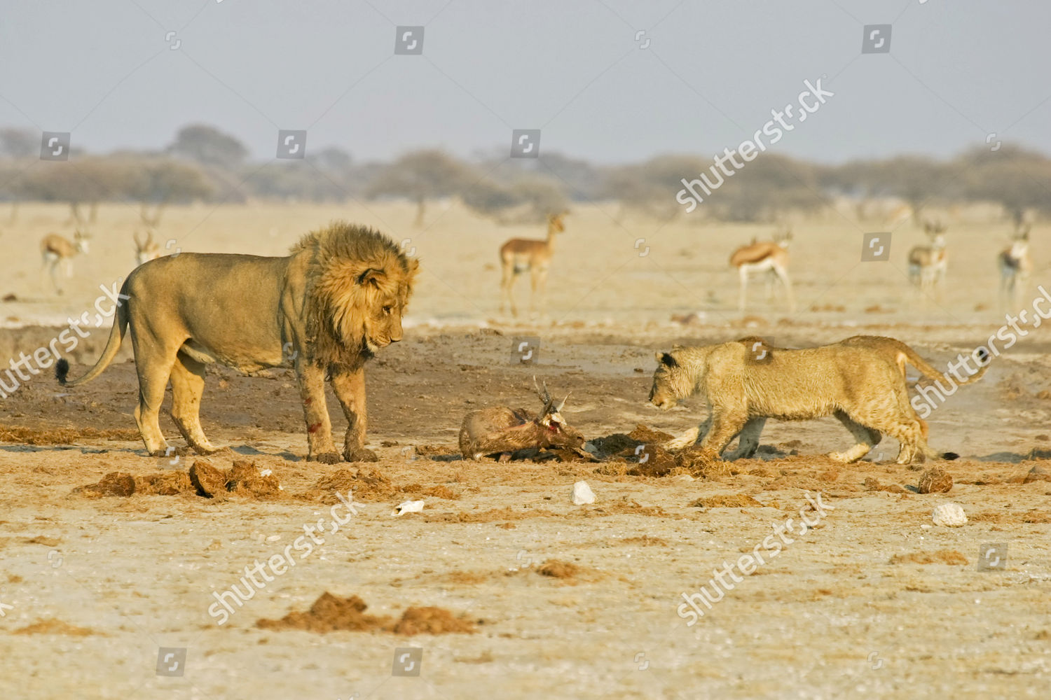 Lion Panthera Leo Cubs Captured Springbok Editorial Stock Photo - Stock ...