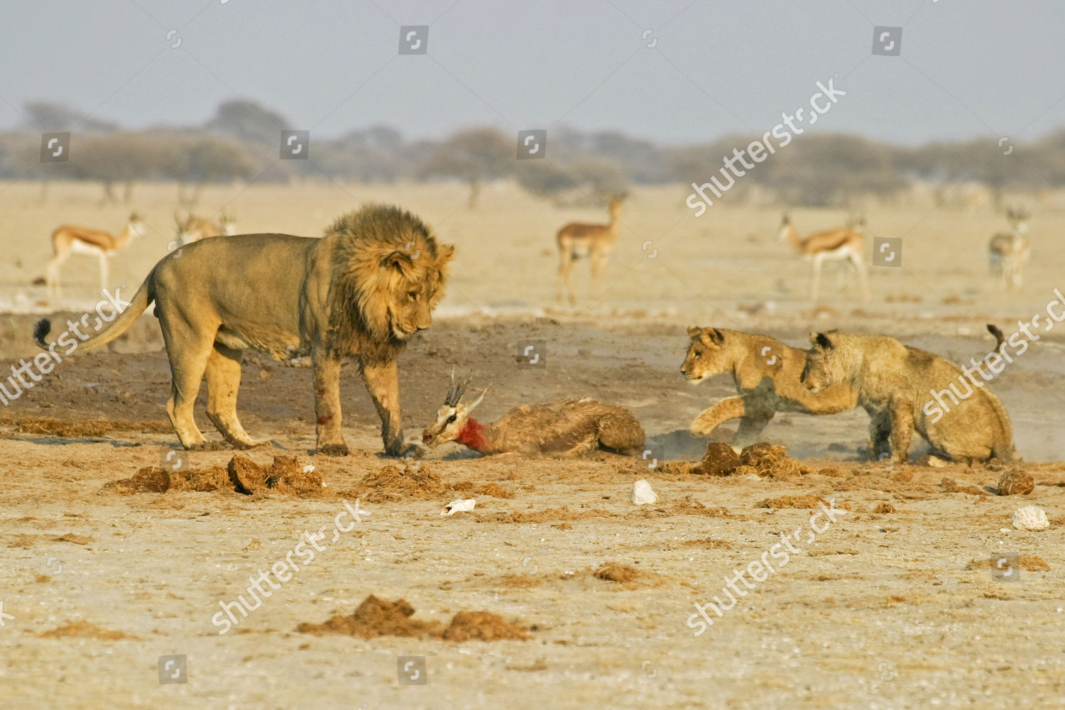 Lion Panthera Leo Cubs Captured Springbok Editorial Stock Photo - Stock ...