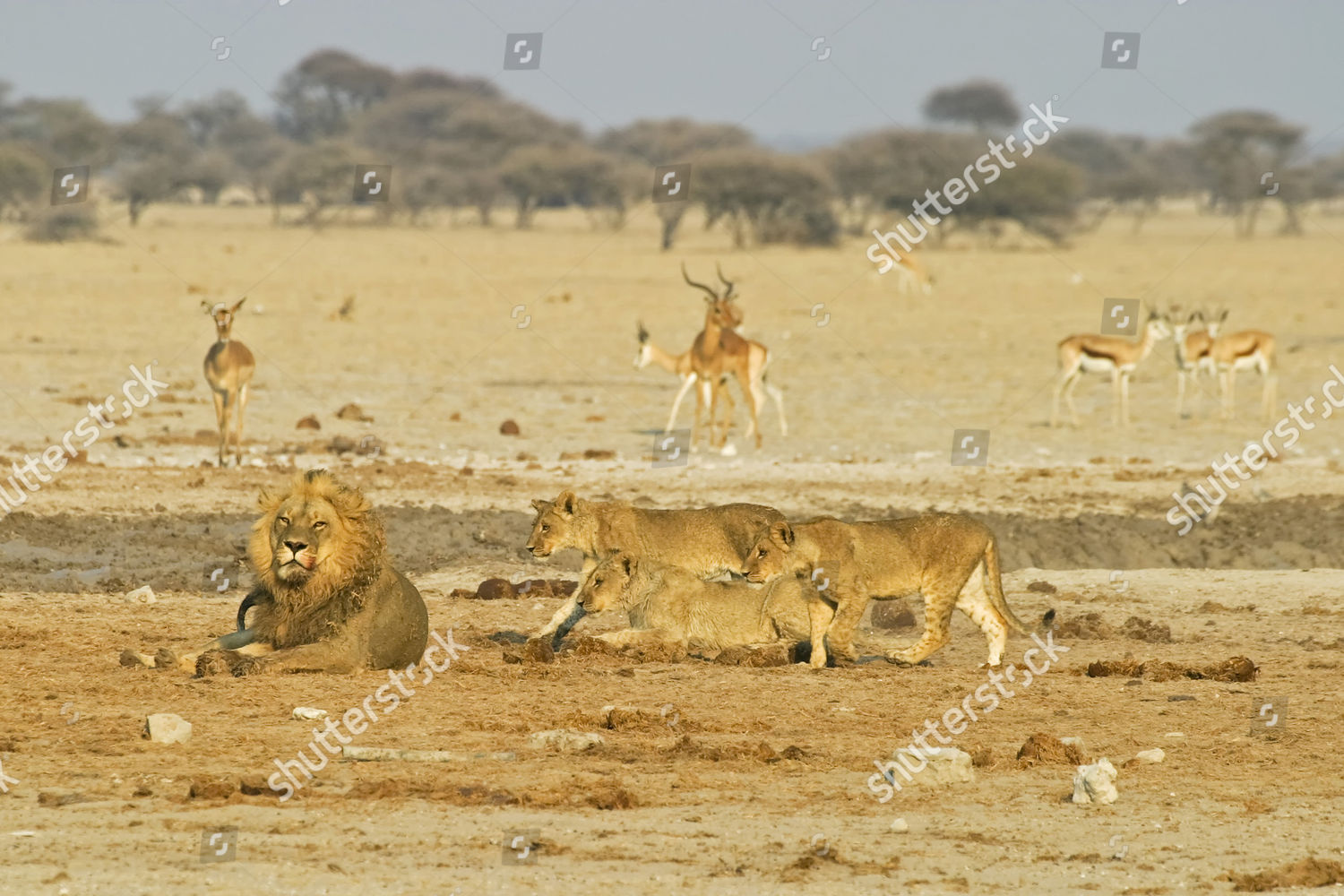 Lion Panthera Leo Cubs Captured Springbok Editorial Stock Photo - Stock ...
