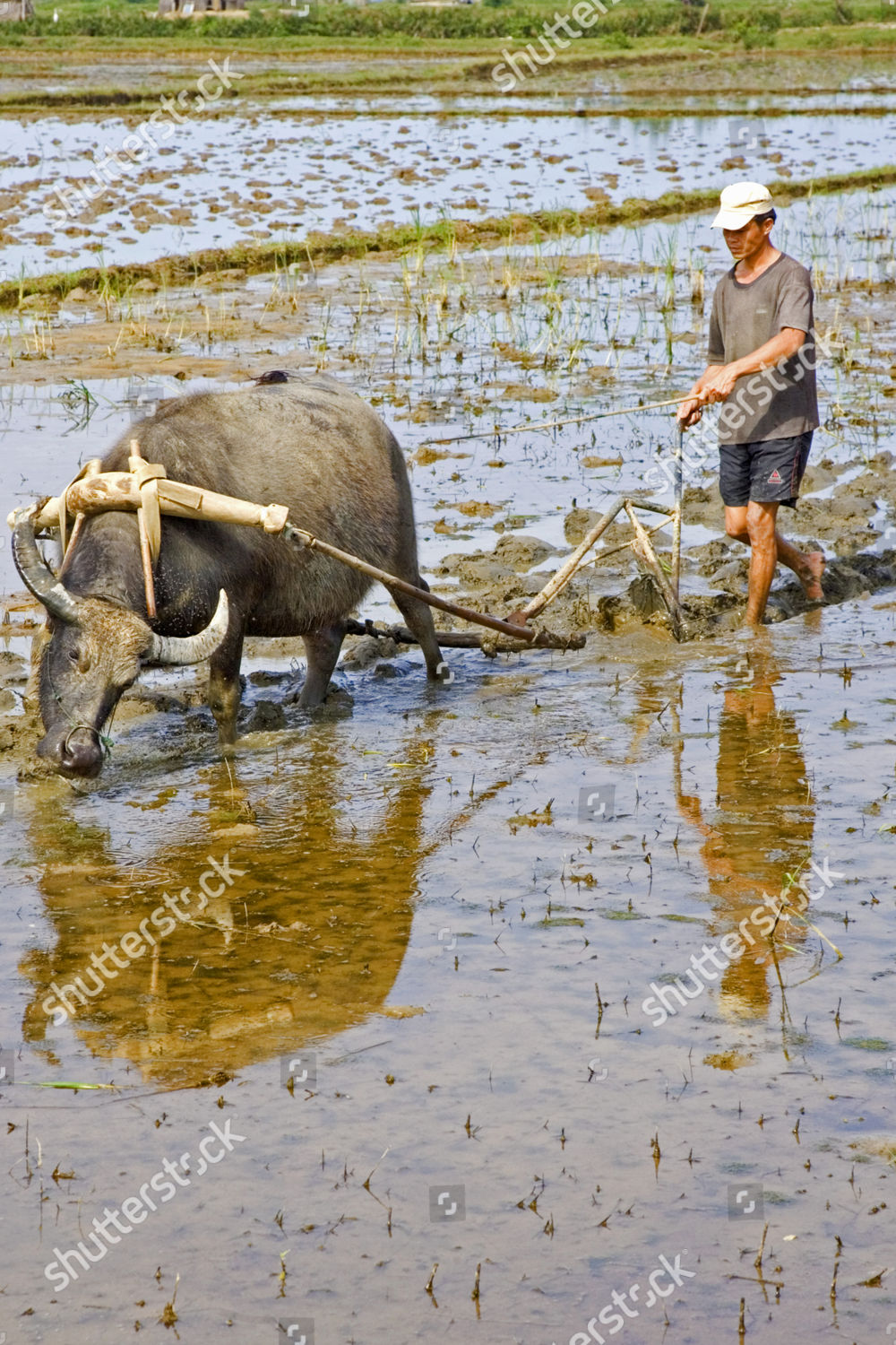 Vietnamese Rice Farmer Ploughing His Field Editorial Stock Photo ...