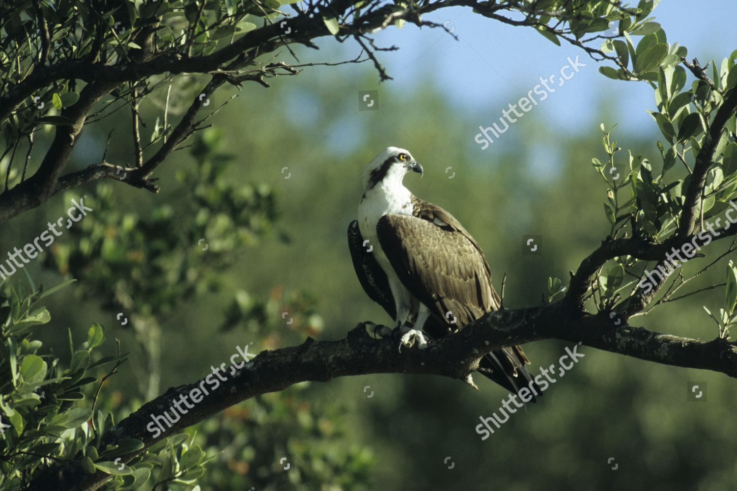 Osprey Seahawk Fish Hawk Fish Eagle Editorial Stock Photo - Stock Image ...