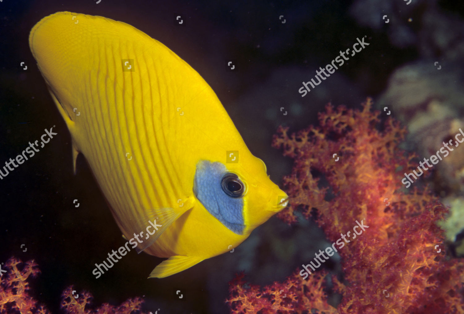 Bluecheek Butterflyfish Chaetodon Semilarvatus Editorial Stock Photo ...