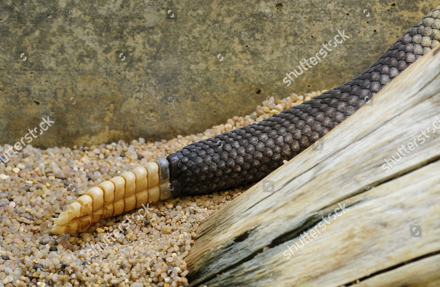 Rattler Tail Mexican West Coast Rattlesnake Editorial Stock Photo ...