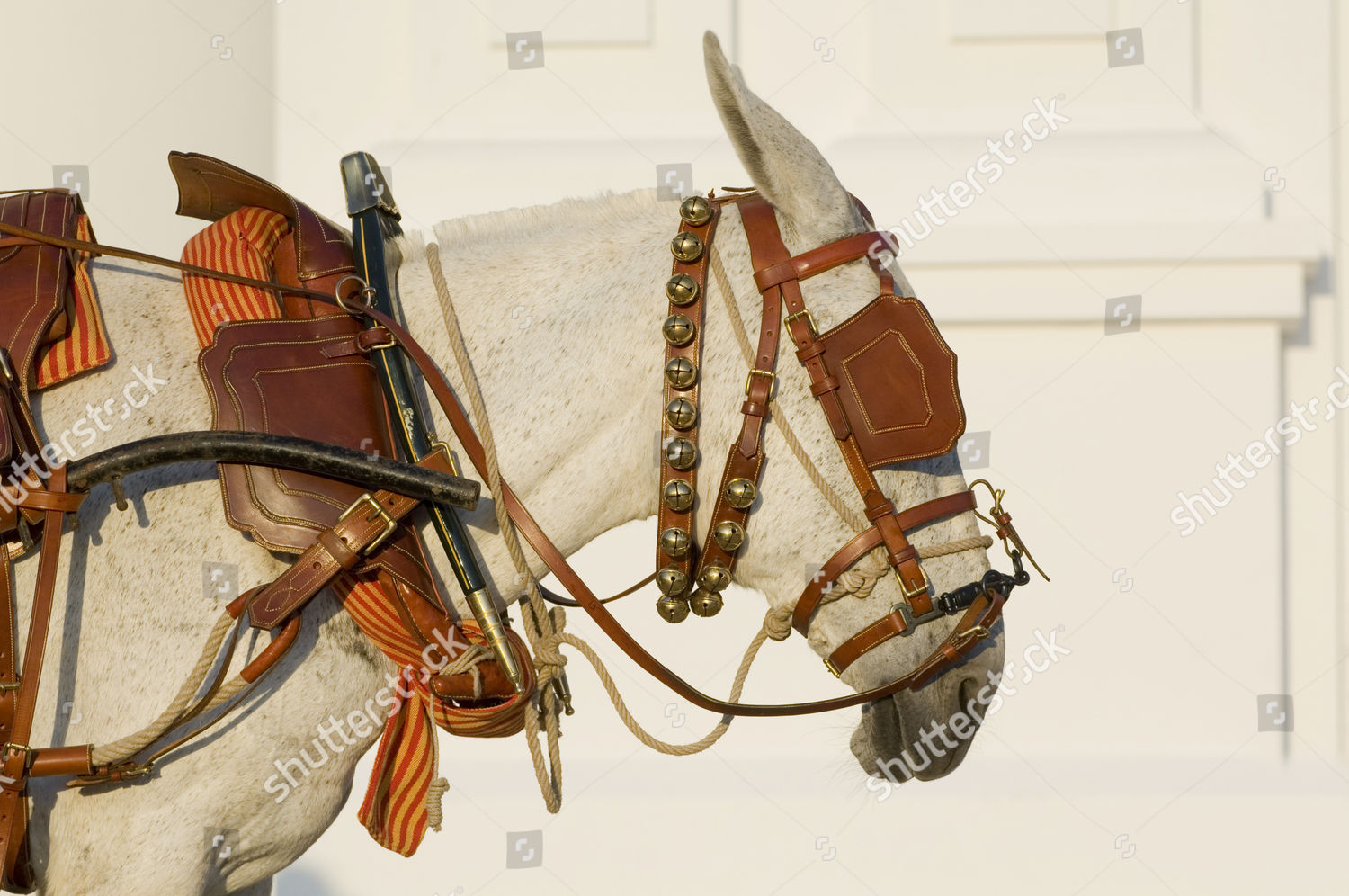 Portrait Andalusian Donkey Wearing Traditional Harness Editorial Stock ...