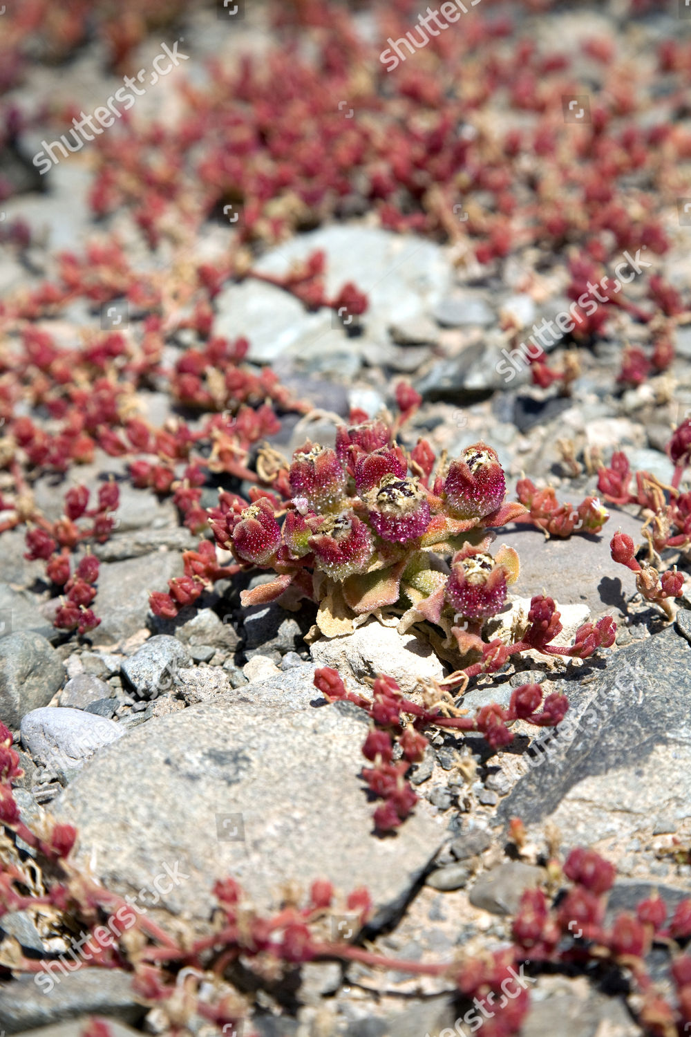 Common Ice Plant Crystalline Iceplant Mesembryanthemum Editorial Stock ...