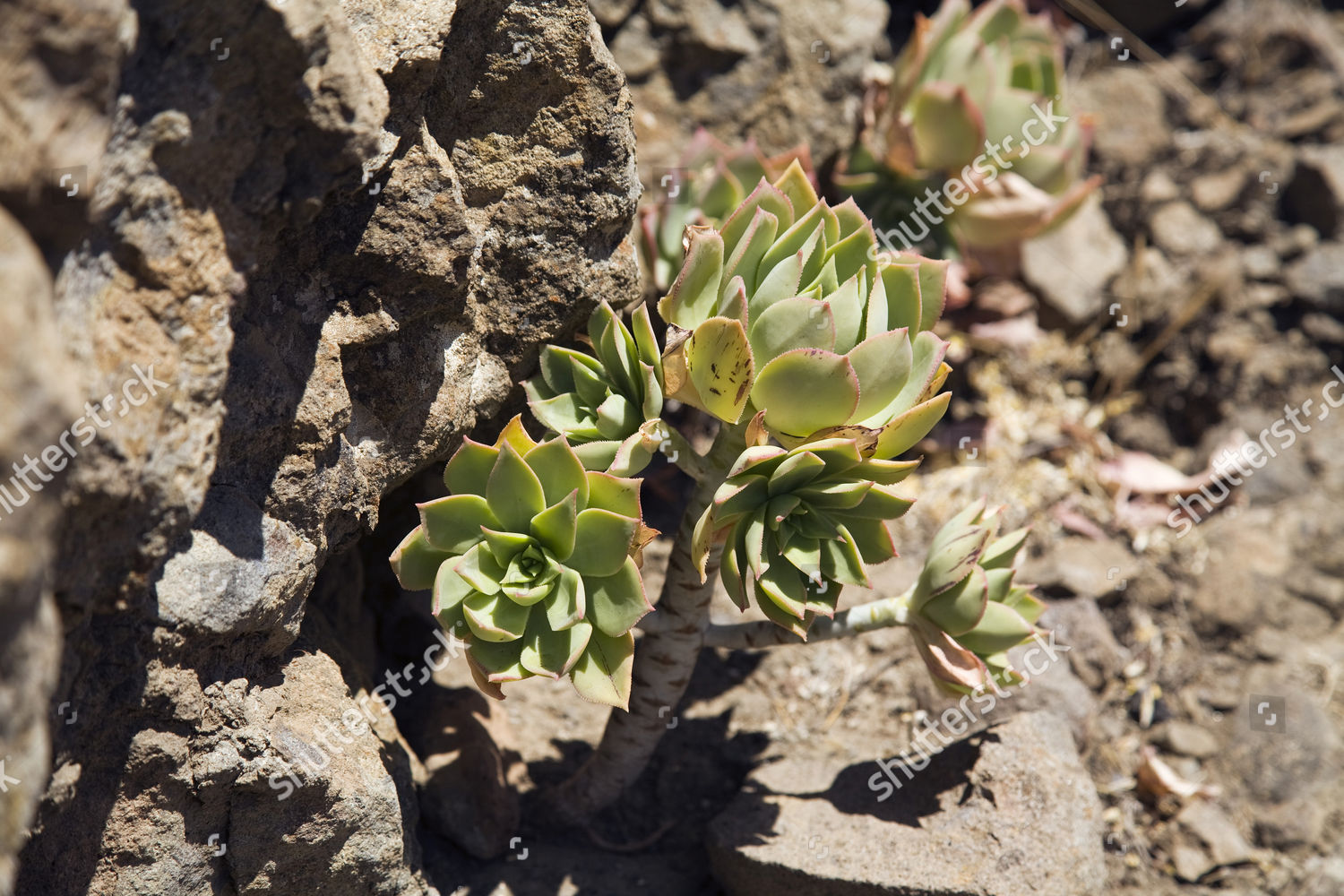 Haworths Aeonium Pinwheel Aeonium Haworthii Growing Editorial Stock ...