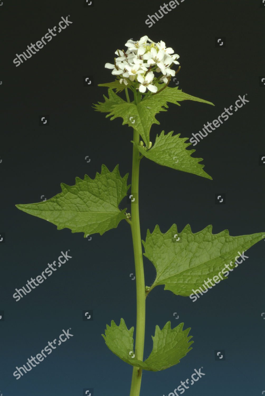 Garlic Mustard Alliaria Officinalis Alliaria Petiolata Editorial Stock ...