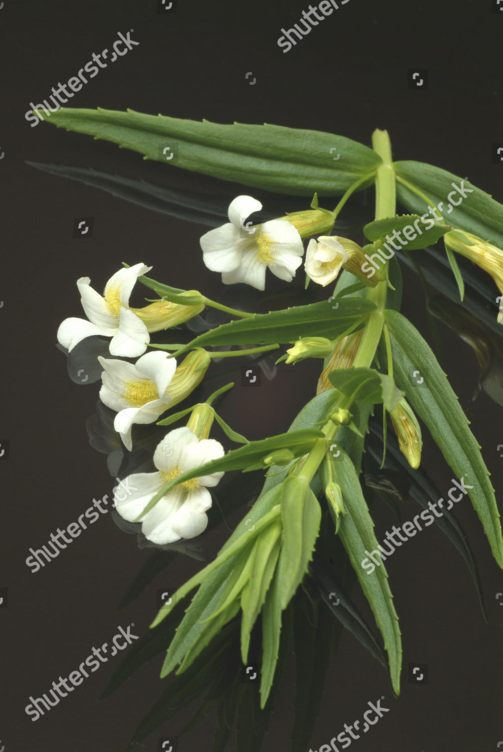 Hedge Hyssop Gratiola Officinalis Medicinal Herb Editorial Stock Photo ...