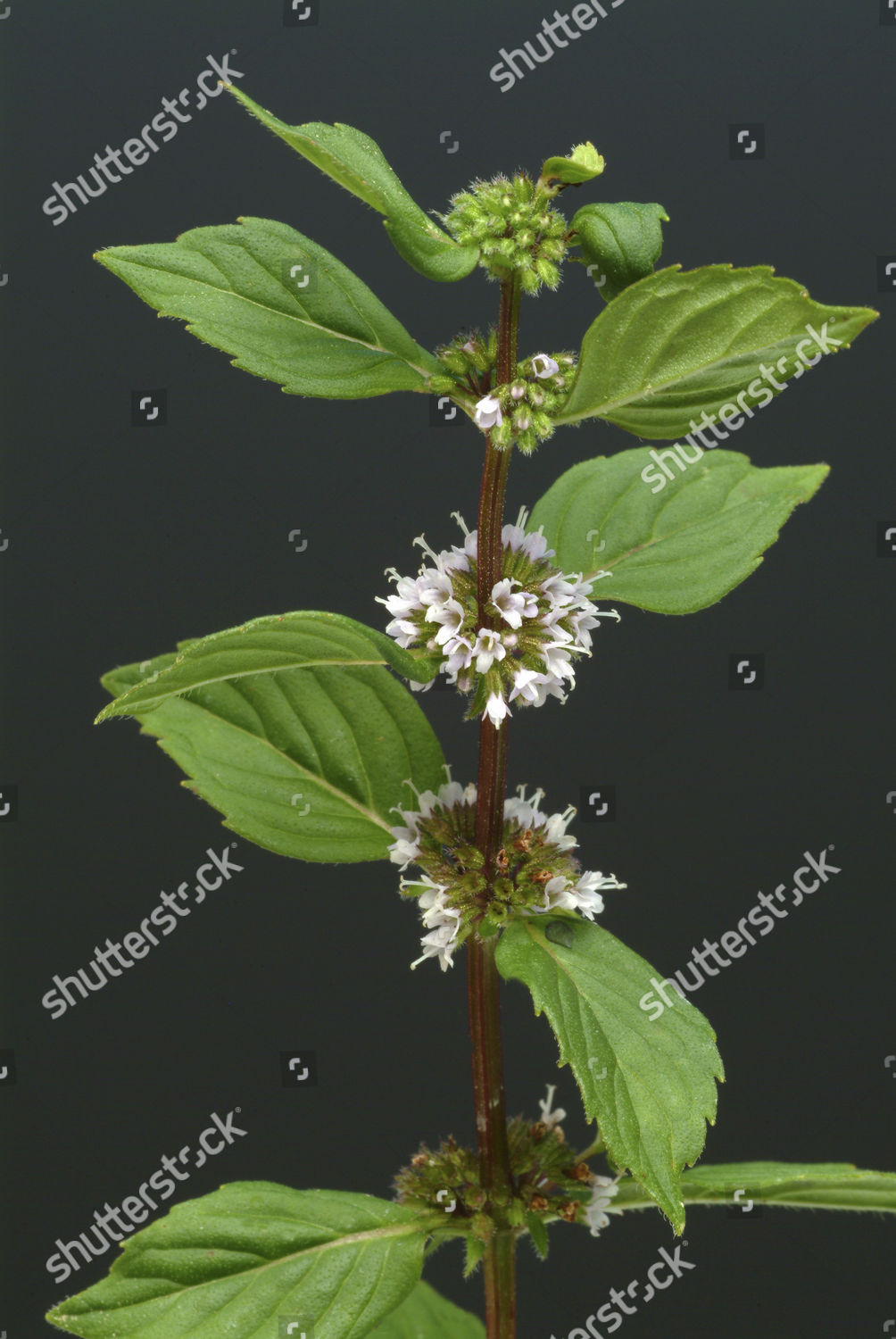 Peppermint Mentha X Piperita Used Tea Editorial Stock Photo - Stock ...