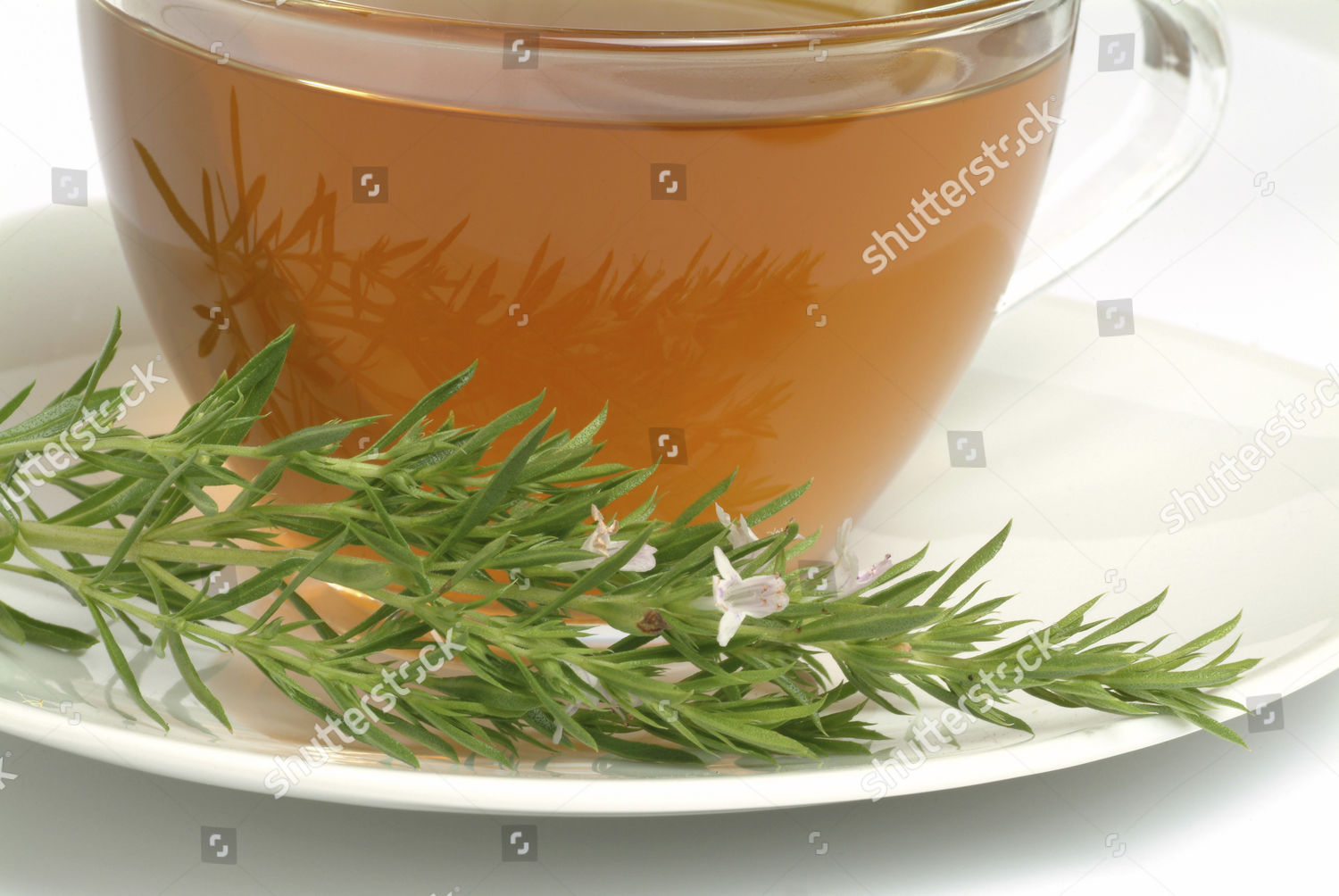 Summer Savory Satureja Hortensis Herbal Tea Editorial Stock Photo ...