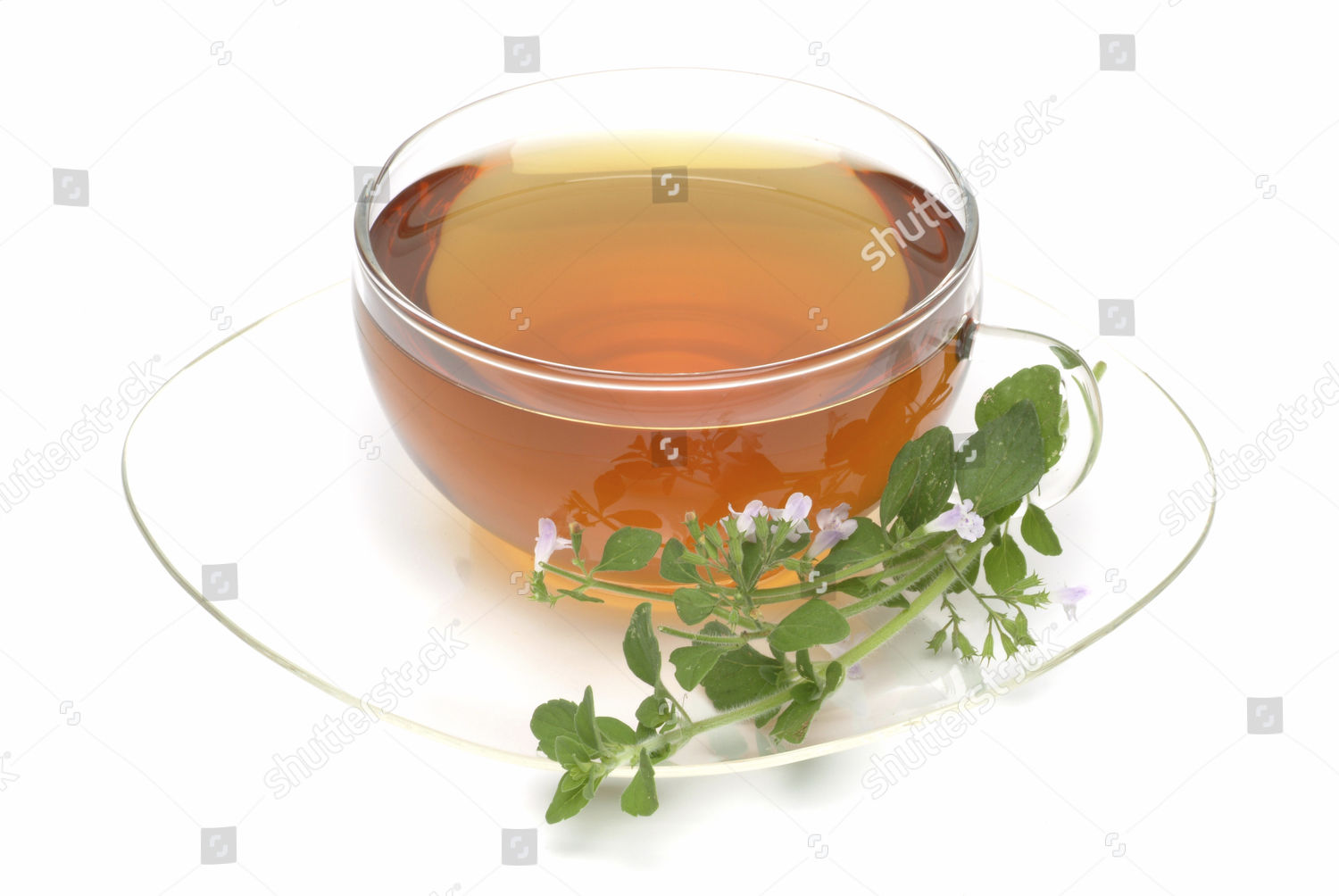 Cretan Calamint Calamintha Cretica Tea Herbal Editorial Stock Photo ...