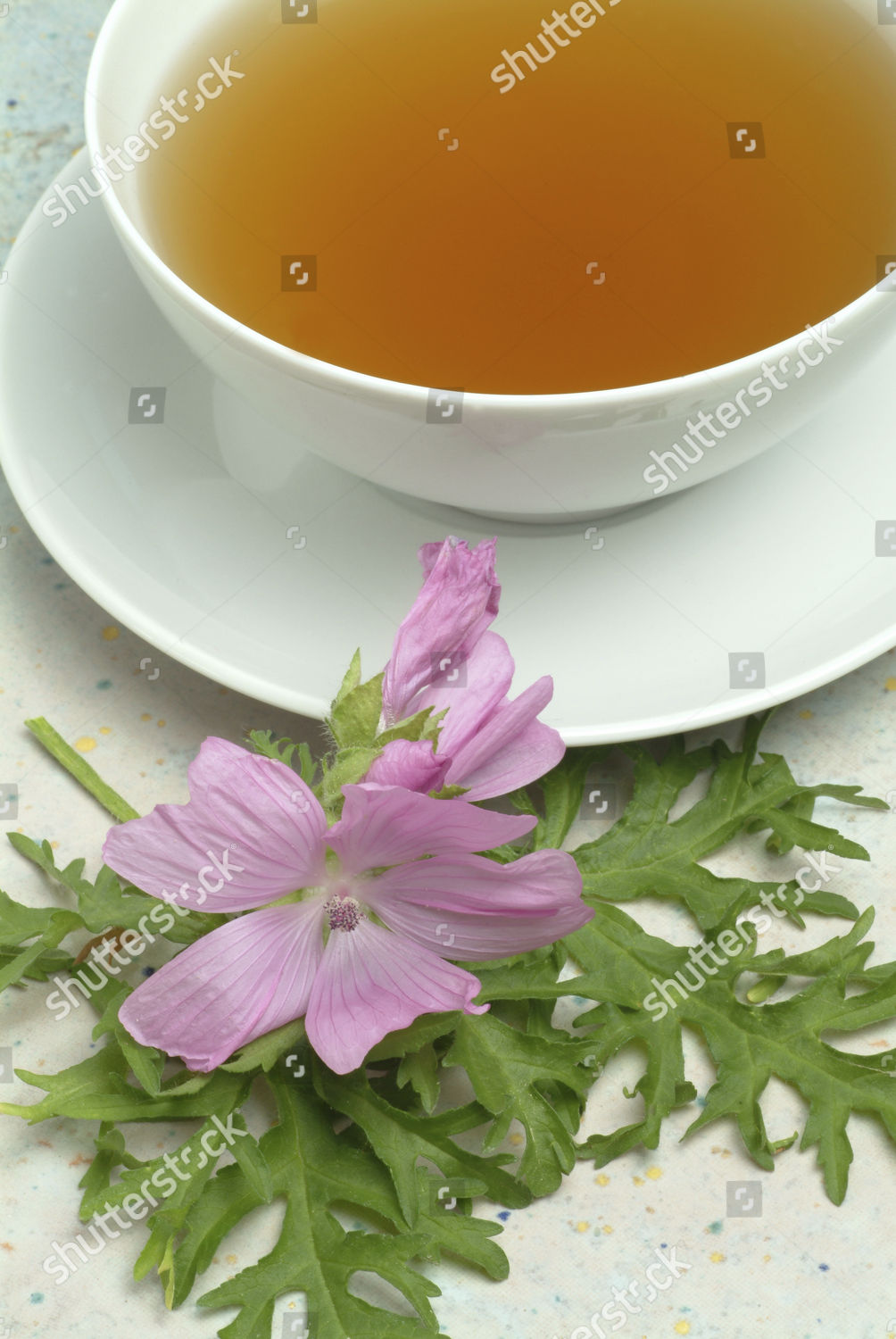 Muskmallow Malva Moschata Herbal Tea Editorial Stock Photo - Stock ...