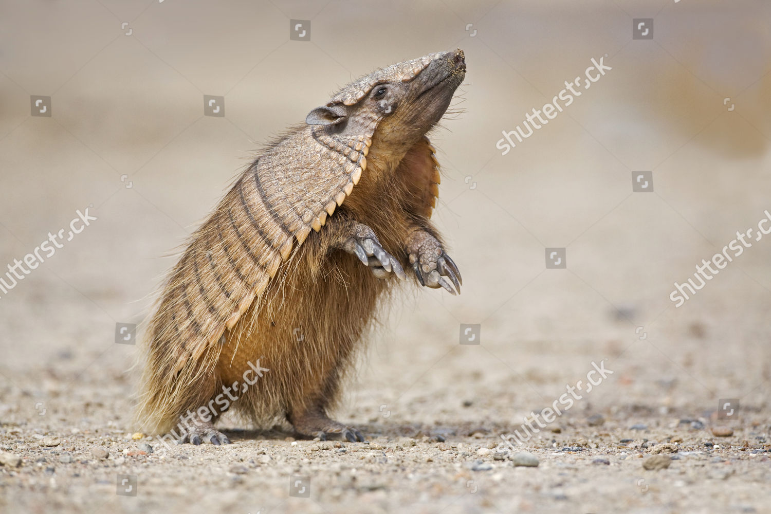 Amadillo Dasypodidae Peninsula Valdes Patagonia East Editorial Stock ...