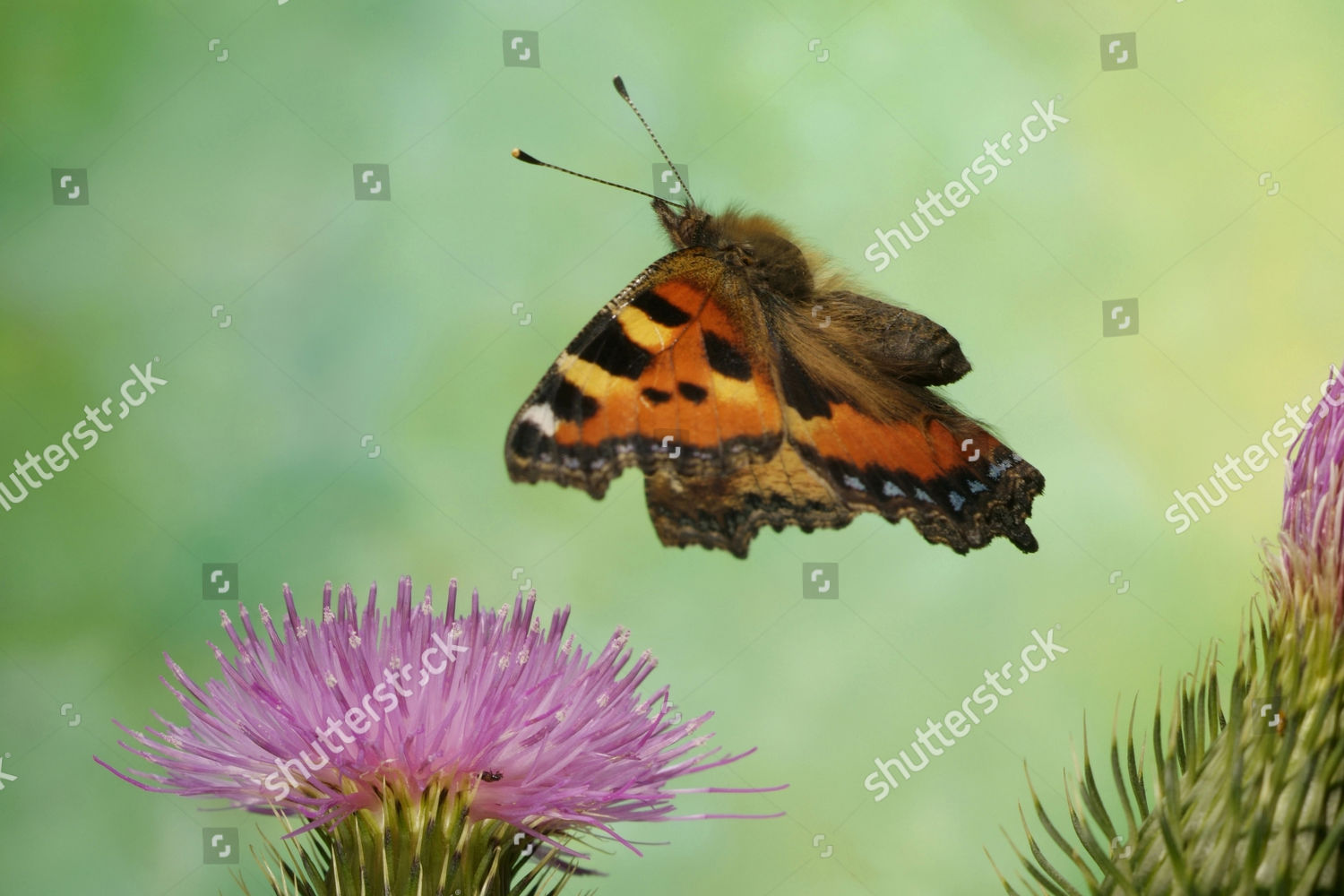 SMALL TORTOISE-SHELL BUTTERFLY AGLAIS URTICAE Editorial Stock Photo ...