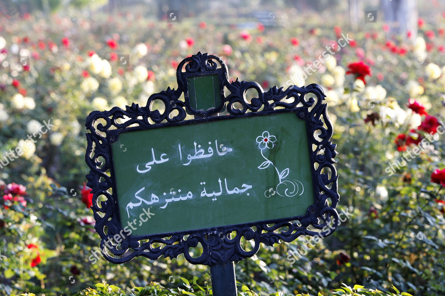Sign Rose Description Arabic Language Rose Editorial Stock Photo ...