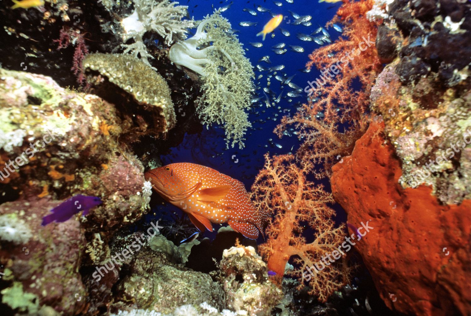 Miniatus Grouper Cephalopholis Miniata Underwater Photograph Editorial ...