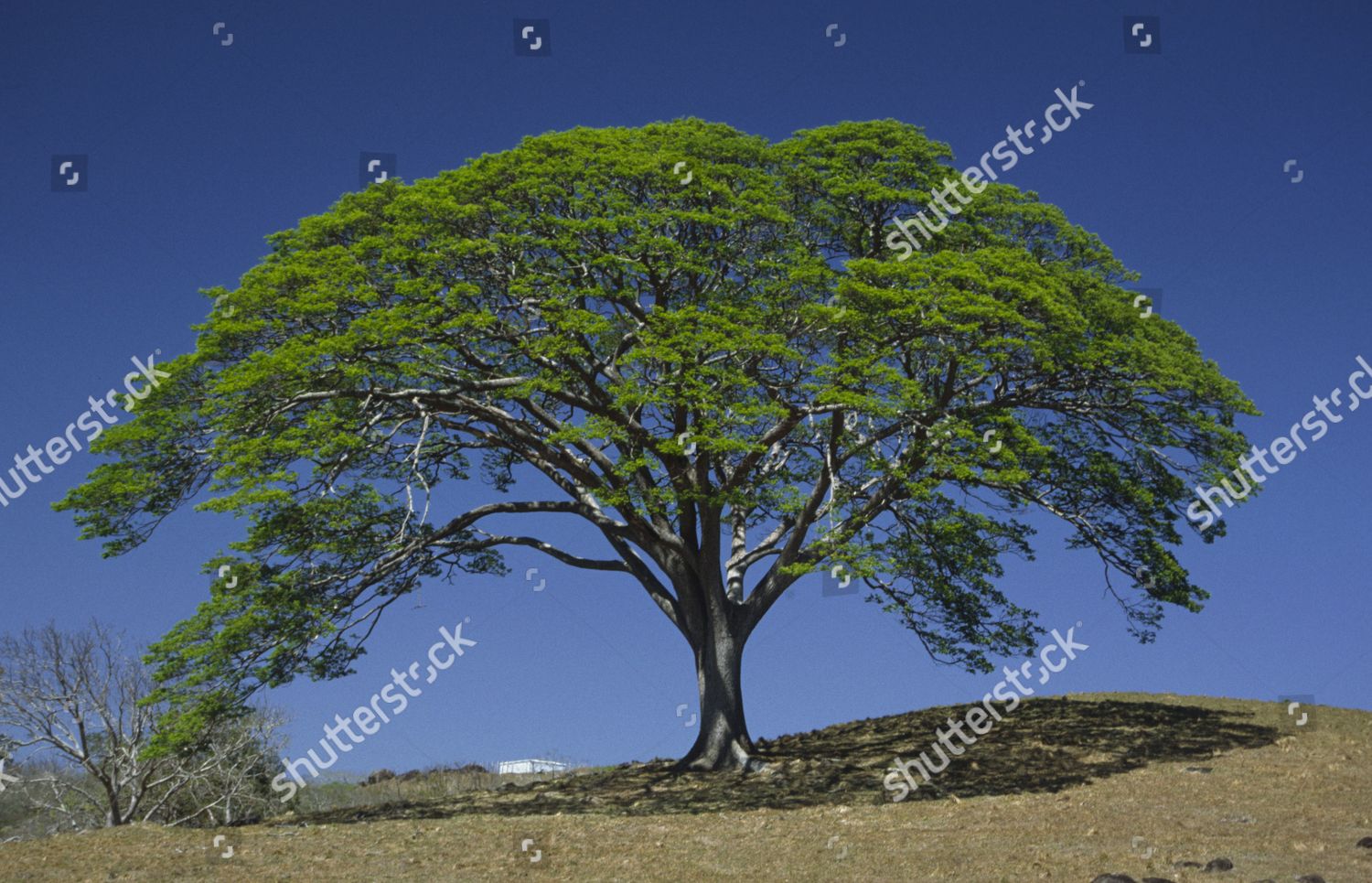 Guanacaste Tree Enterolobium Cyclocarpum Costa Rica Editorial Stock ...