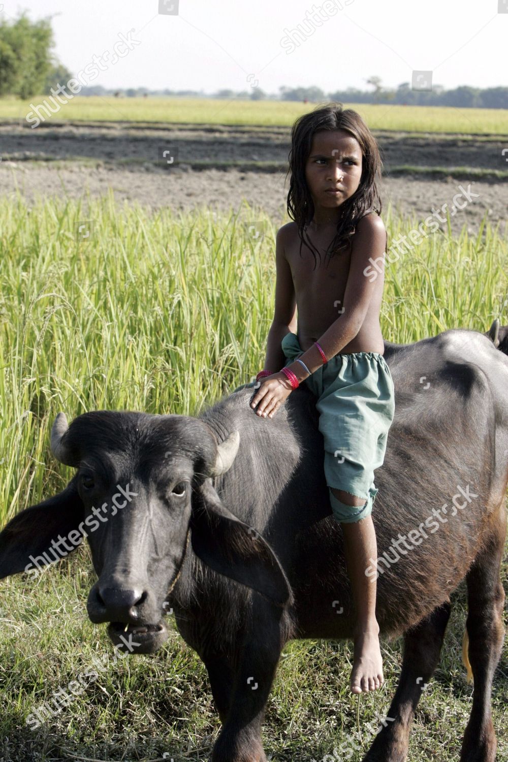 Nepalese Girl Riding Cow Shiv Nagar Editorial Stock Photo - Stock Image ...