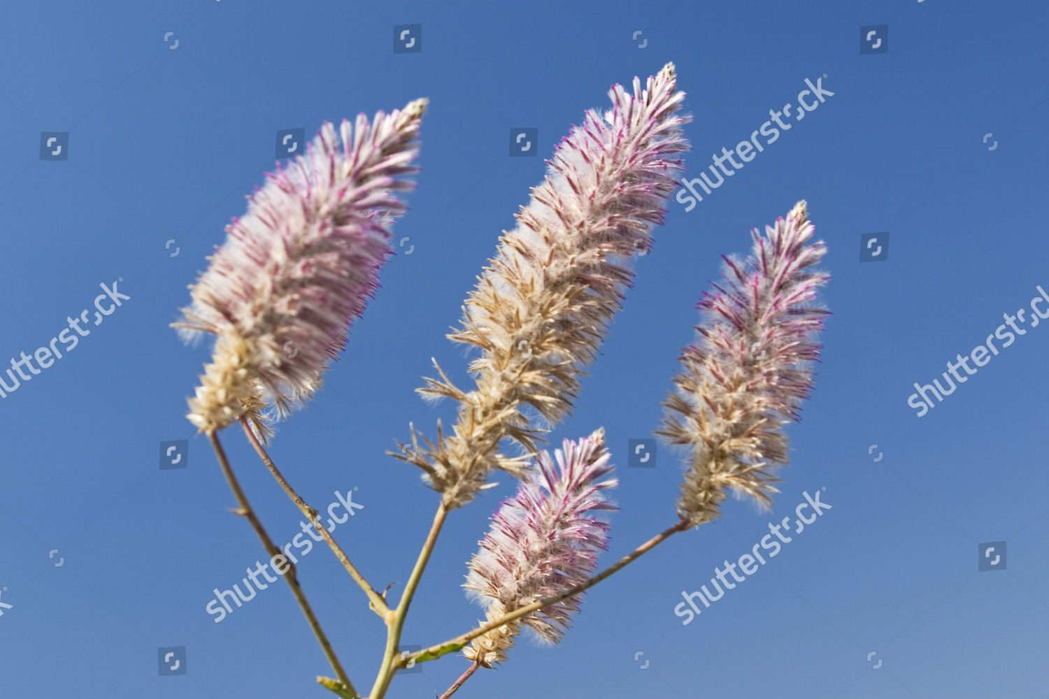 Purple Mulamula Ptilotus Exaltatus Purnululu National Editorial Stock ...
