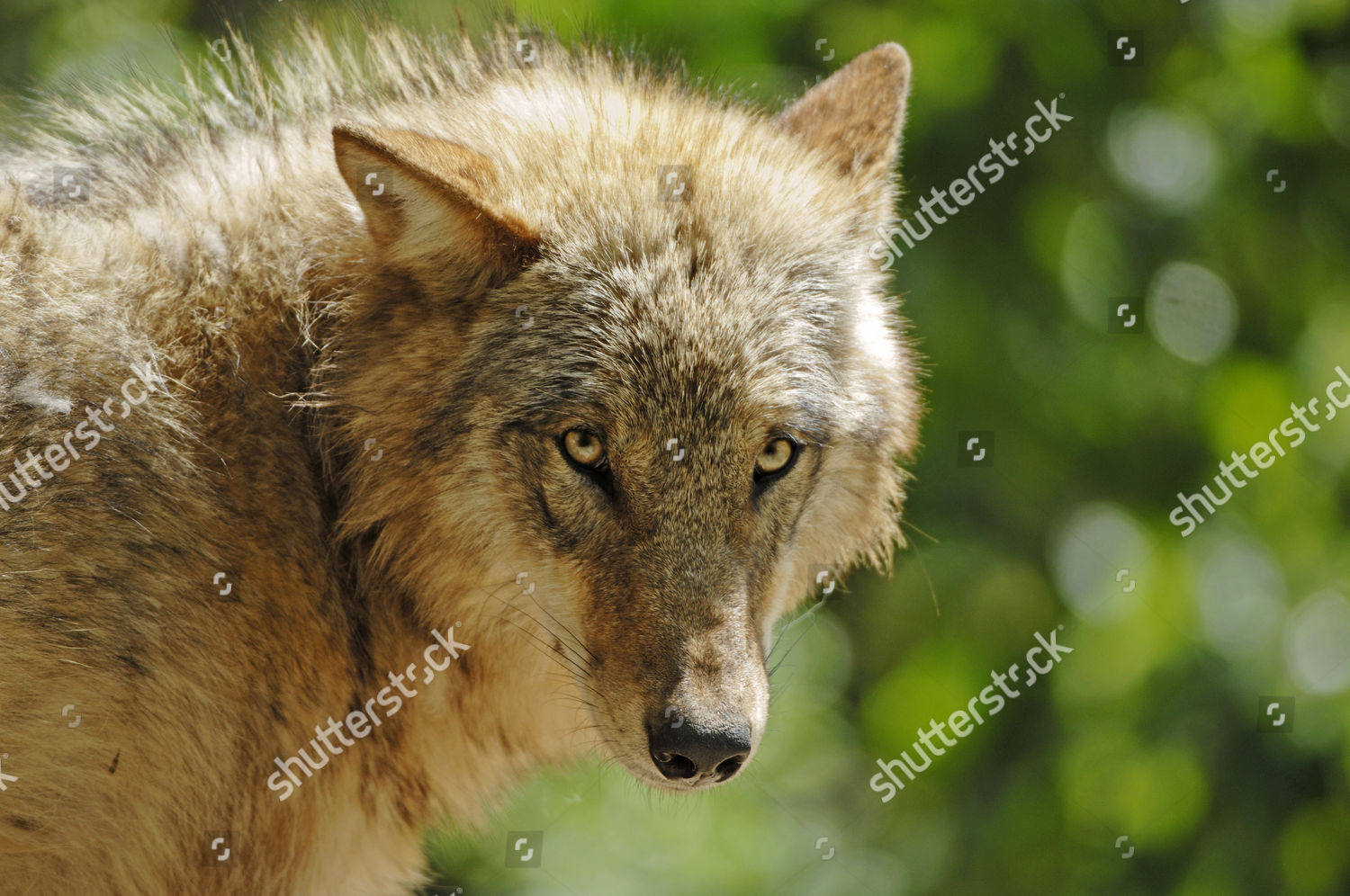Mongolian Wolf Canis Lupus Chanco Editorial Stock Photo - Stock Image ...