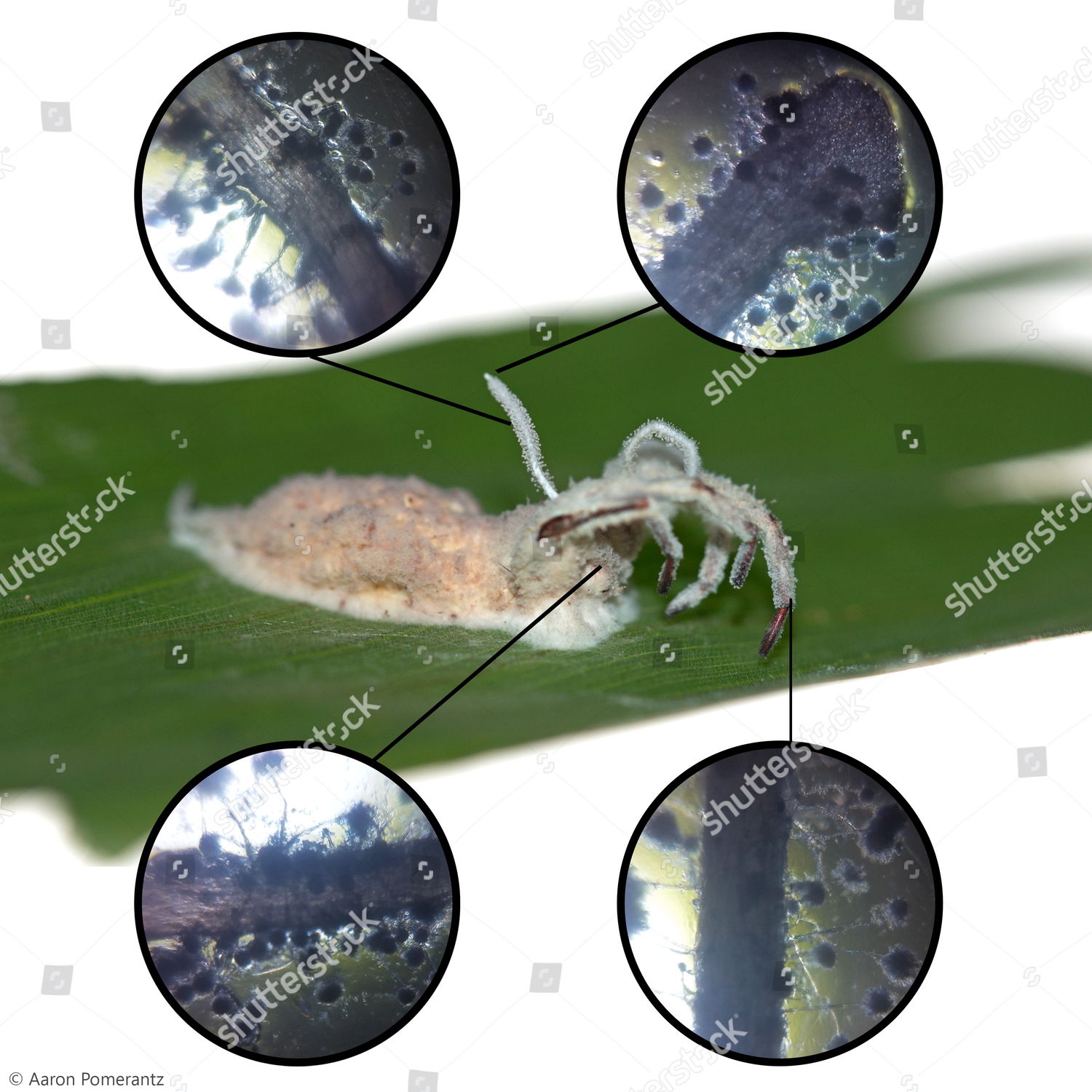 Details Cordyceps Infected Spider Shown By Editorial Stock Photo ...