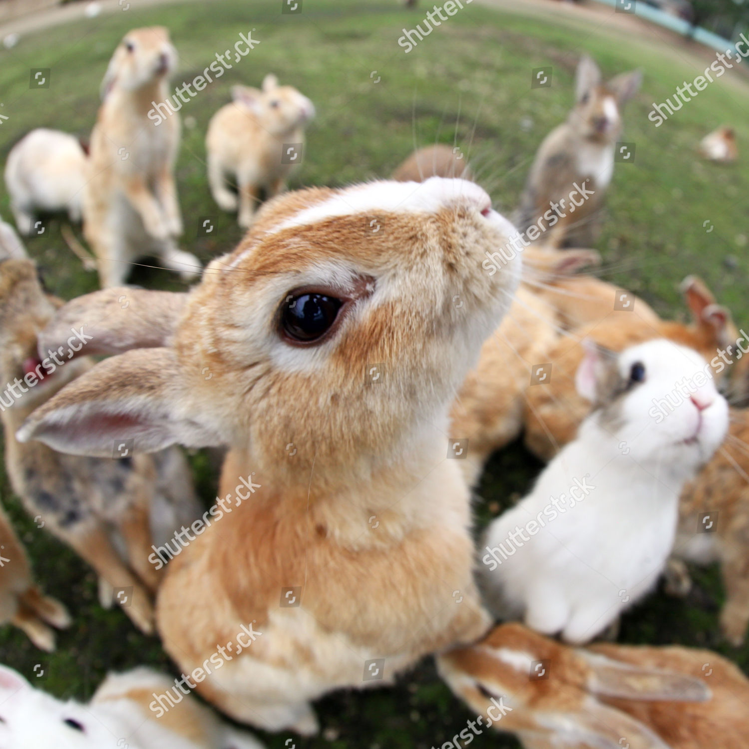 Rabbits Okunoshima Known Rabbit Island Japan Editorial Stock Photo ...