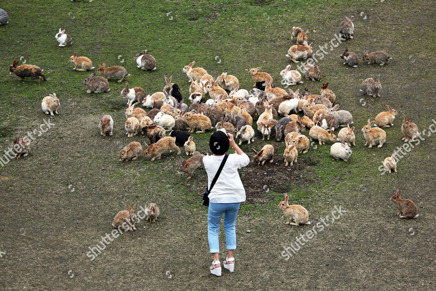 Rabbits Okunoshima Known Rabbit Island Japan Editorial Stock Photo ...