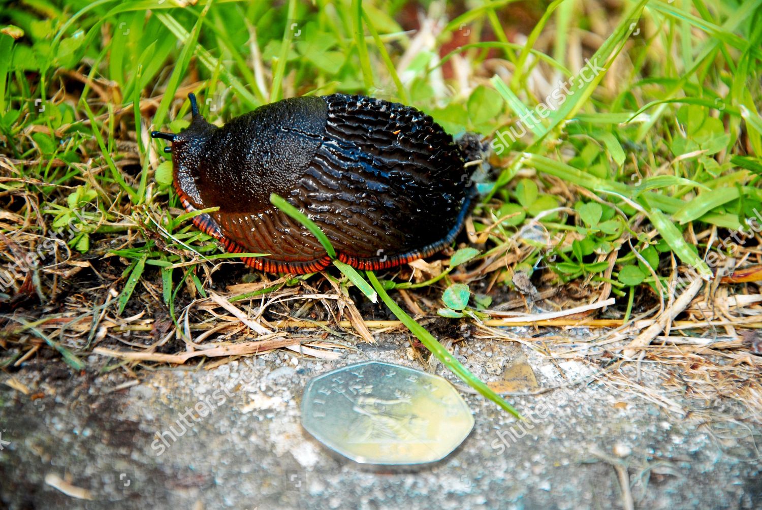Huge European Black Slug Arion Ater Editorial Stock Photo - Stock Image ...