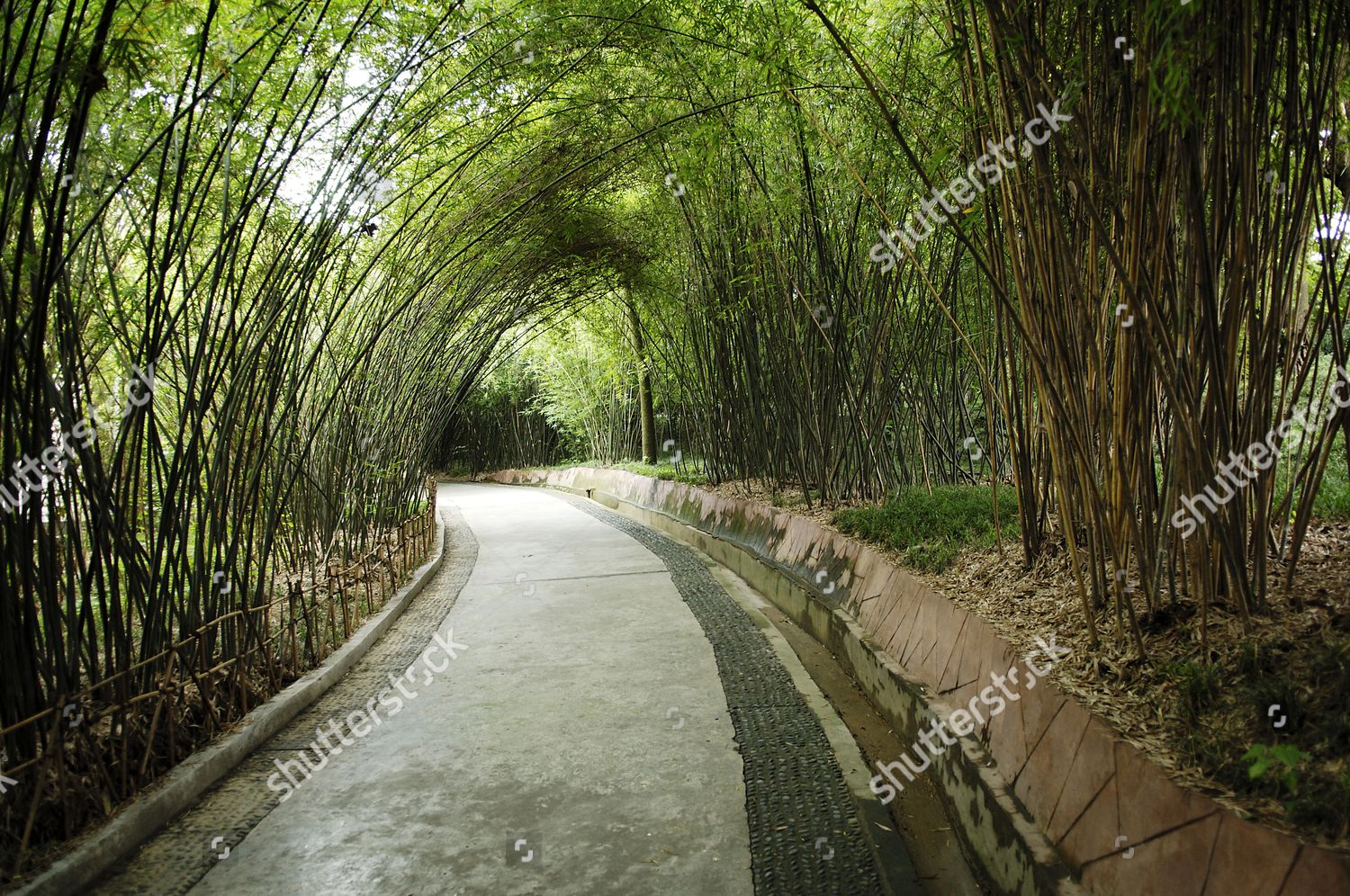 Bamboo Grove Panda Breeding Station Near Editorial Stock Photo - Stock ...