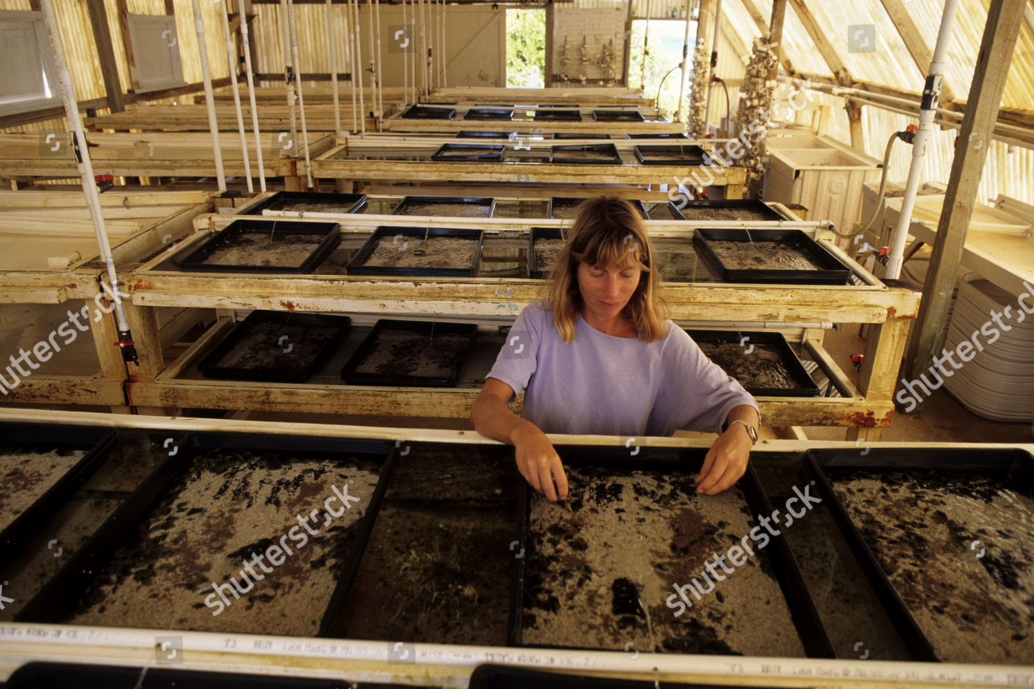 Conch Farm On Providenciales Only Conch Editorial Stock Photo - Stock ...